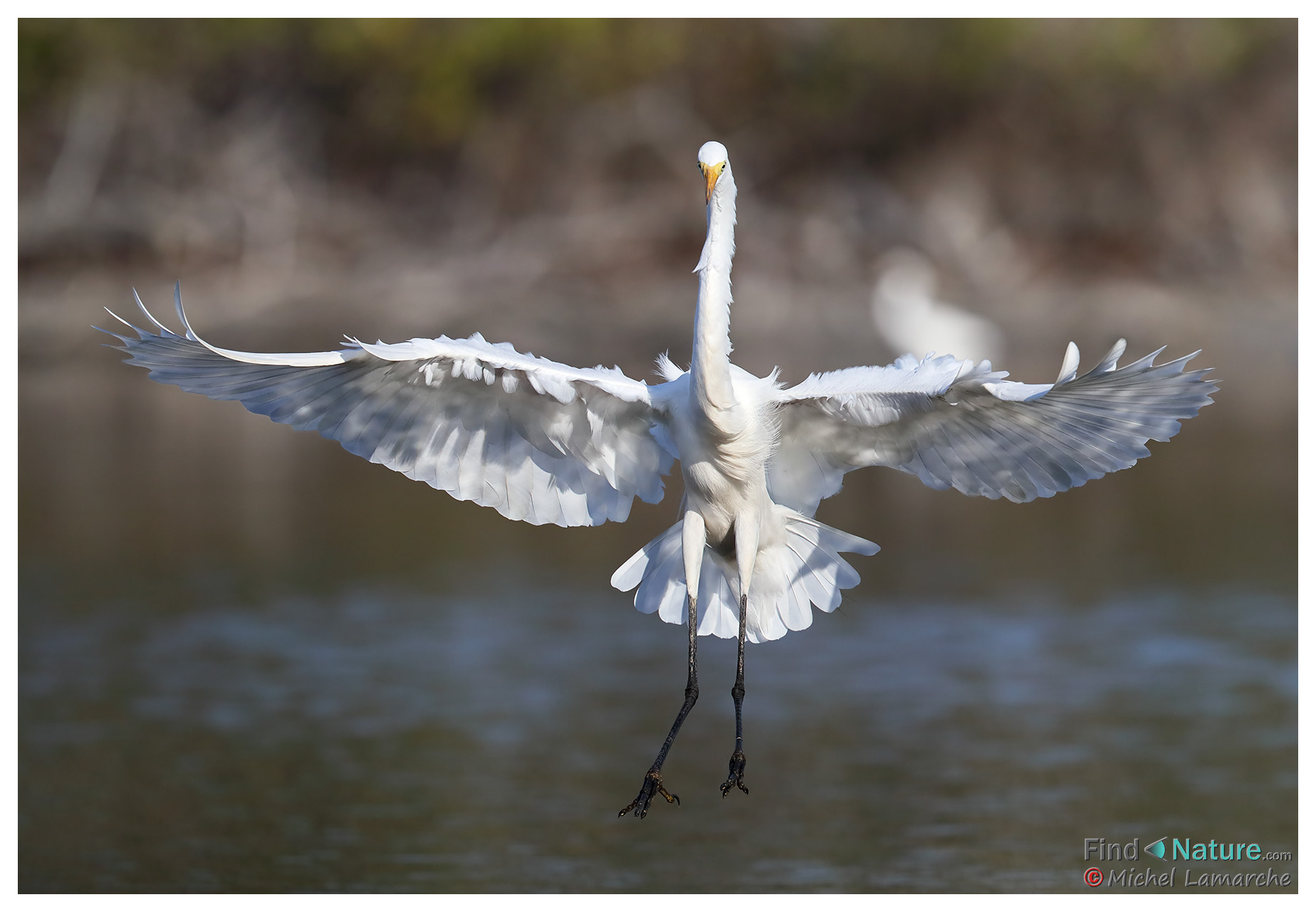 FindNature.com - Photos - Grande Aigrette, Great Egret, Ardea alba ...