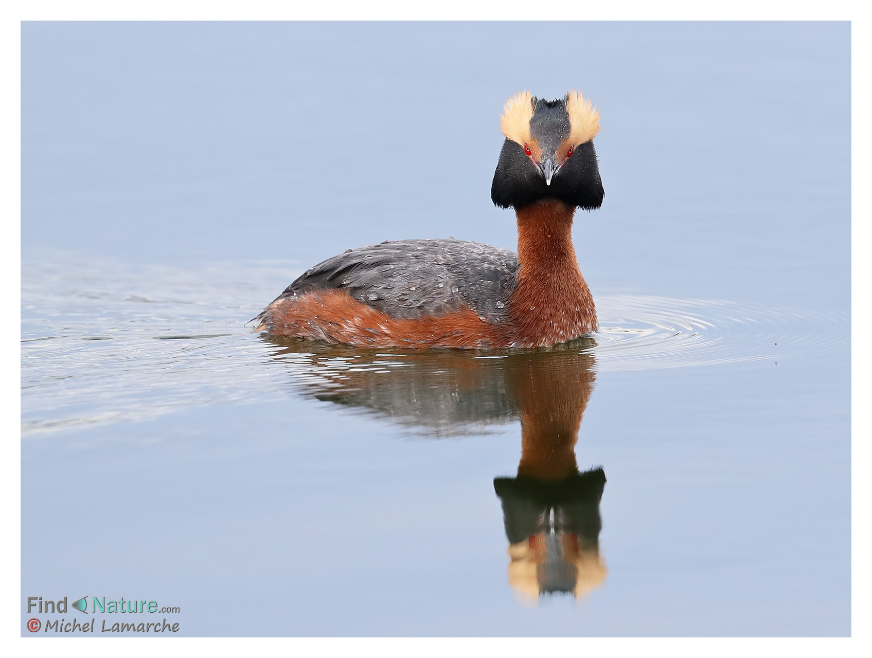 FindNature.com - Photos - Grèbe esclavon, Horned Grebe, Podiceps auritus