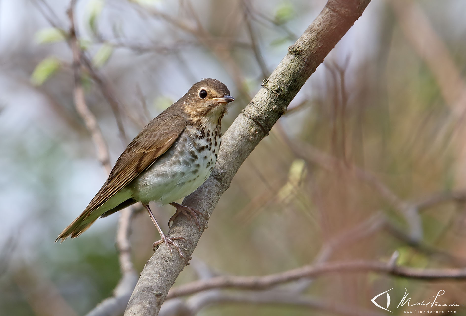 FindNature.com - Photos - Grive solitaire, Hermit Thrush, Catharus ...