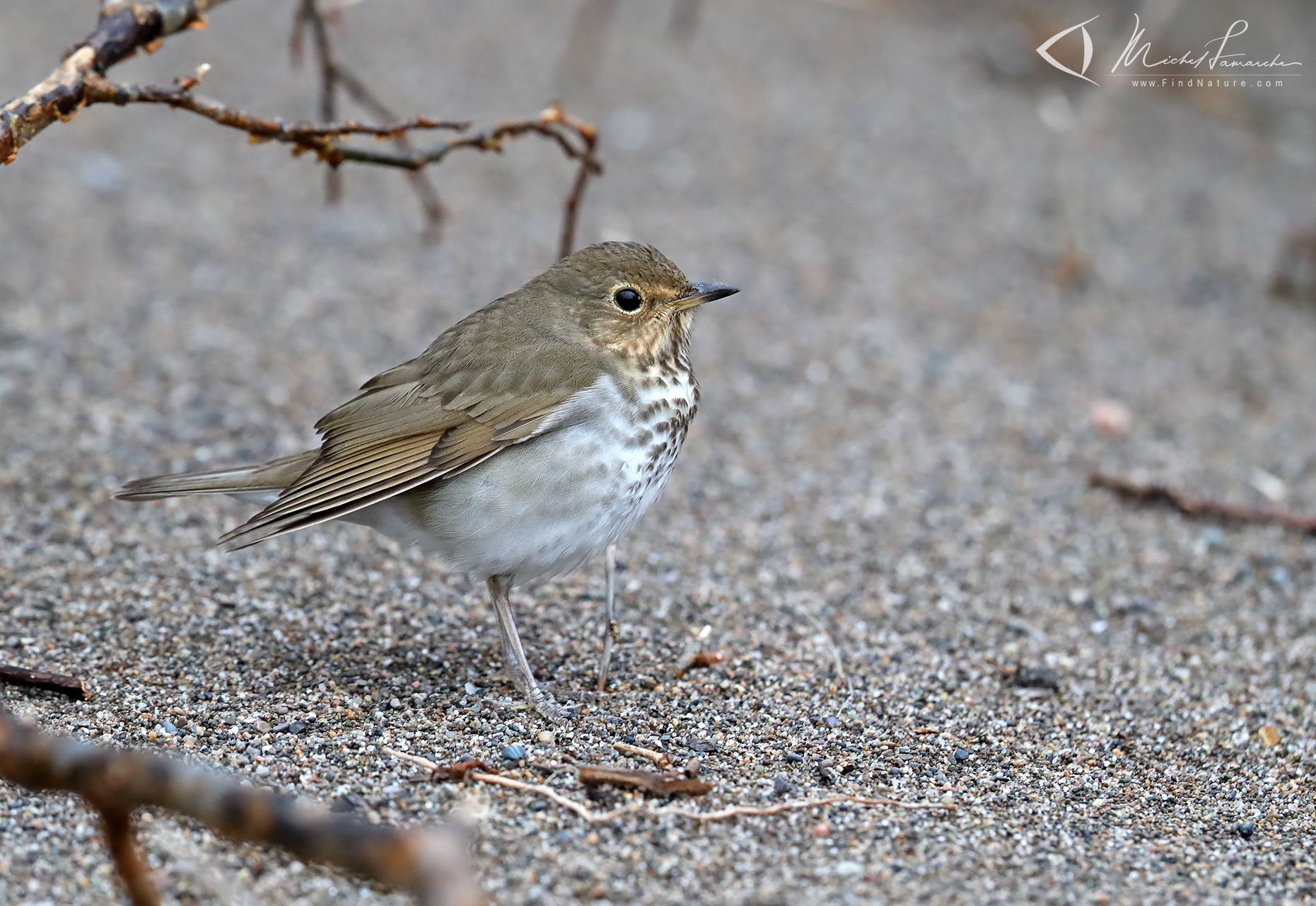 FindNature.com - Photos - Grive solitaire, Hermit Thrush, Catharus ...
