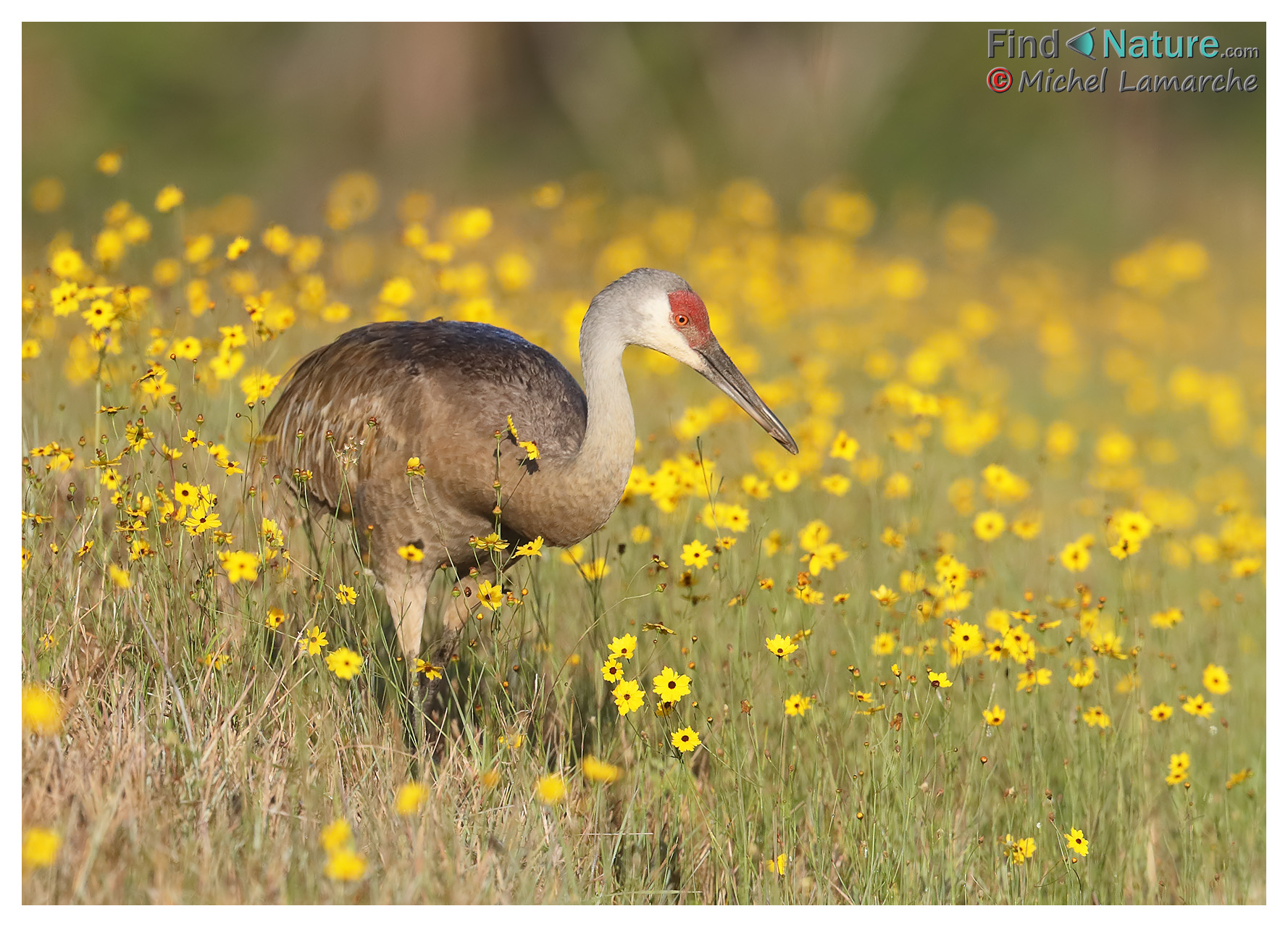 FindNature.com - Photos - Grue du Canada, Sandhill Crane, Grus ...