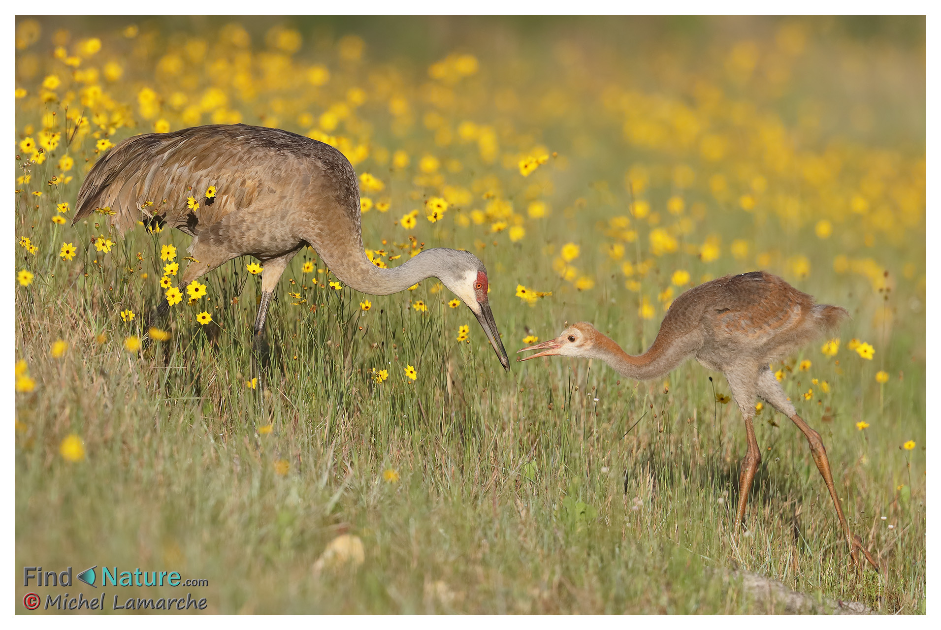 FindNature.com - Photos - Grue du Canada, Sandhill Crane, Grus ...