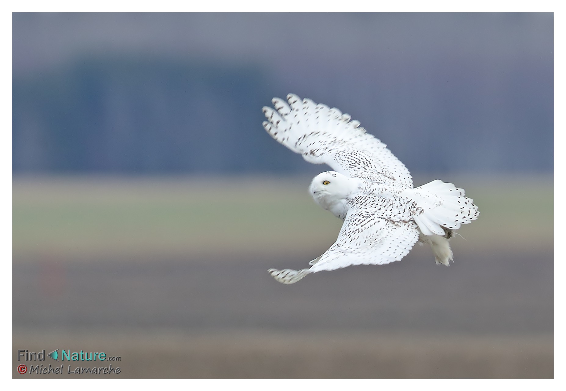 FindNature.com - Photos - Harfang des neiges, Snowy Owl, Bubo scandiacus
