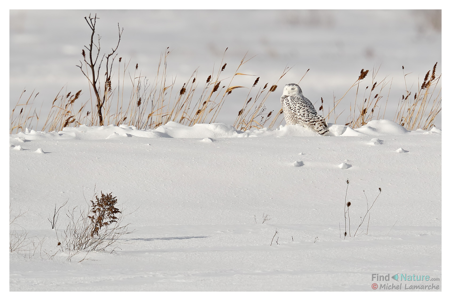 FindNature.com - Photos - Harfang des neiges, Snowy Owl, Bubo scandiacus