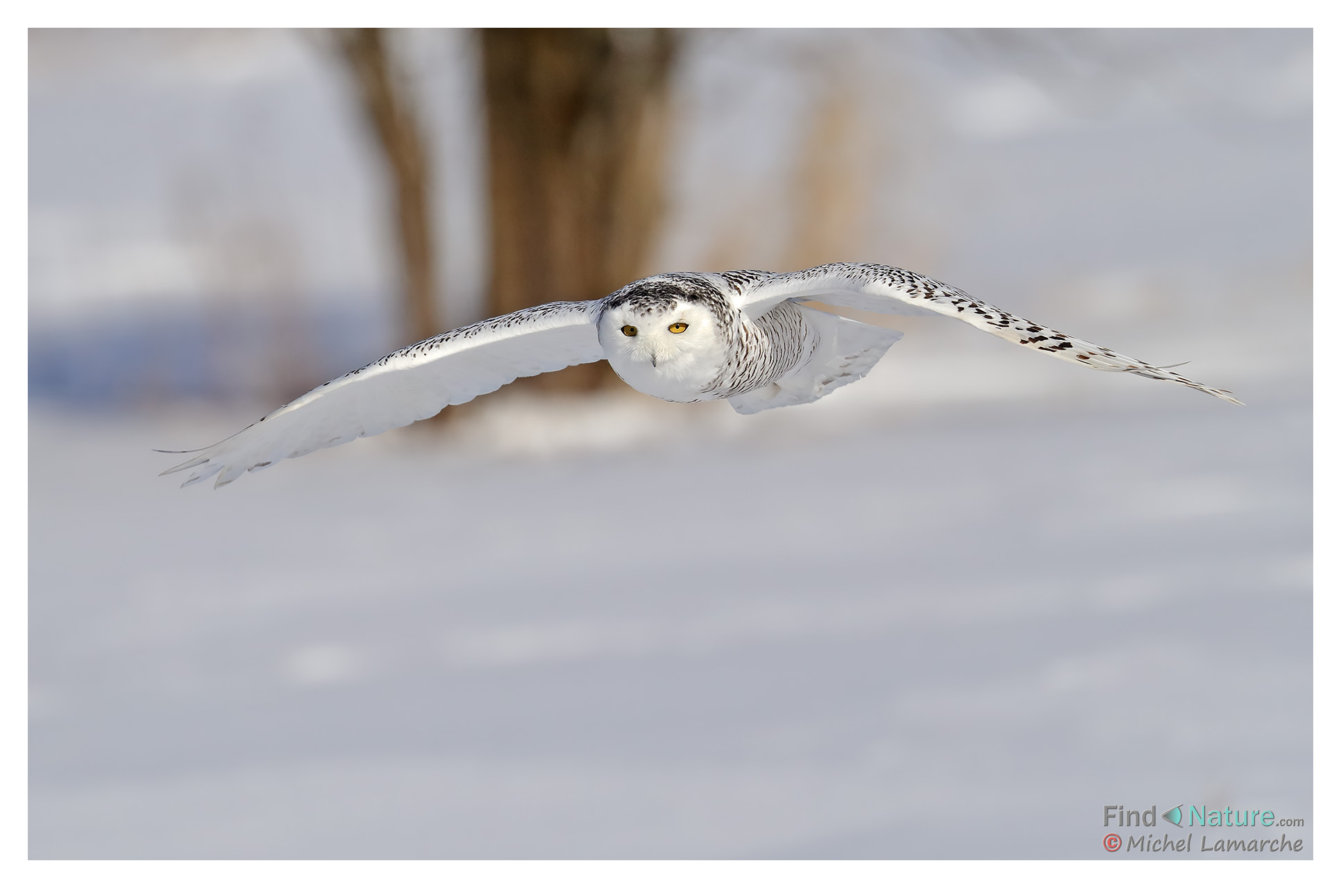 FindNature.com - Photos - Harfang des neiges, Snowy Owl, Bubo scandiacus