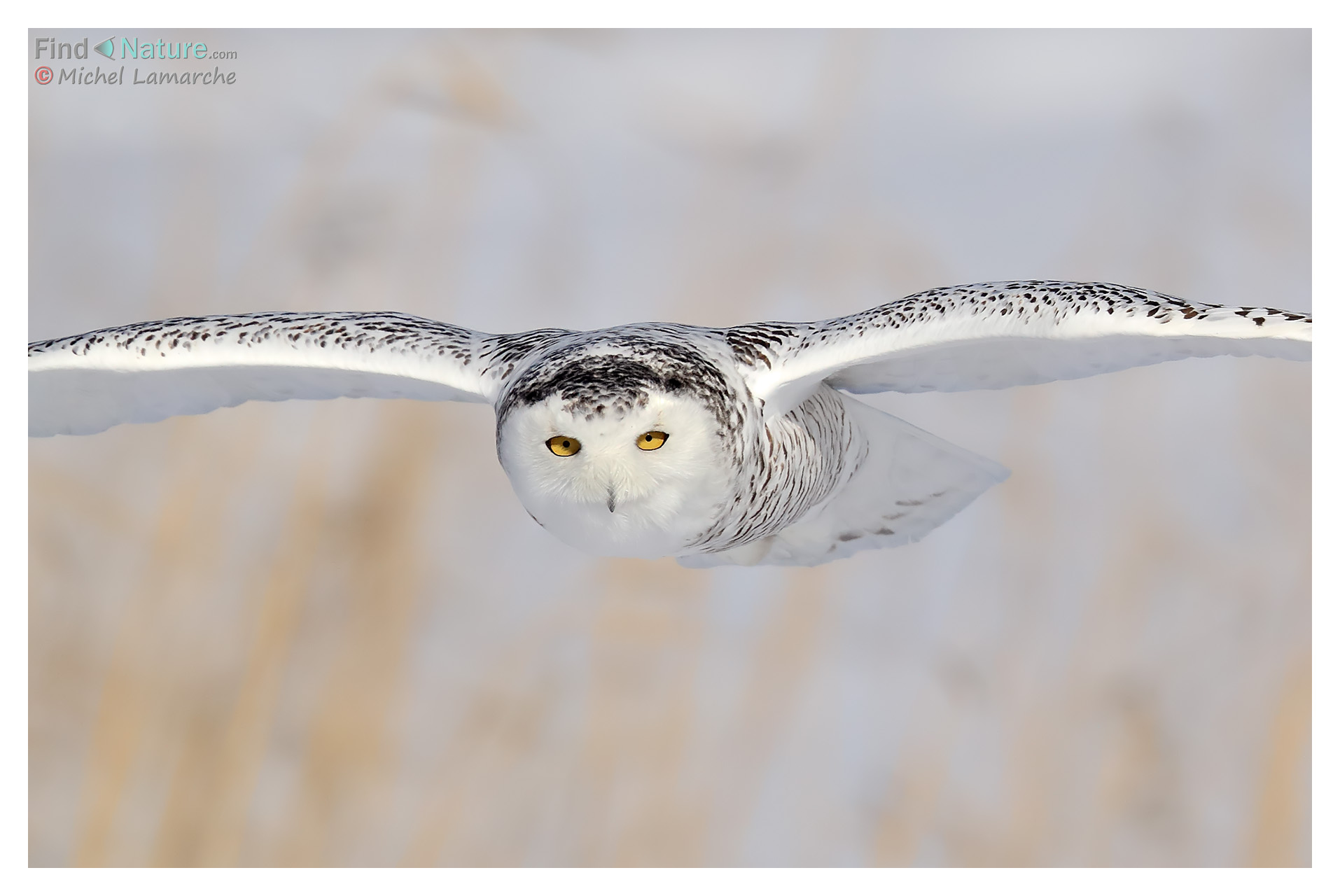 FindNature.com - Photos - Harfang des neiges, Snowy Owl, Bubo scandiacus