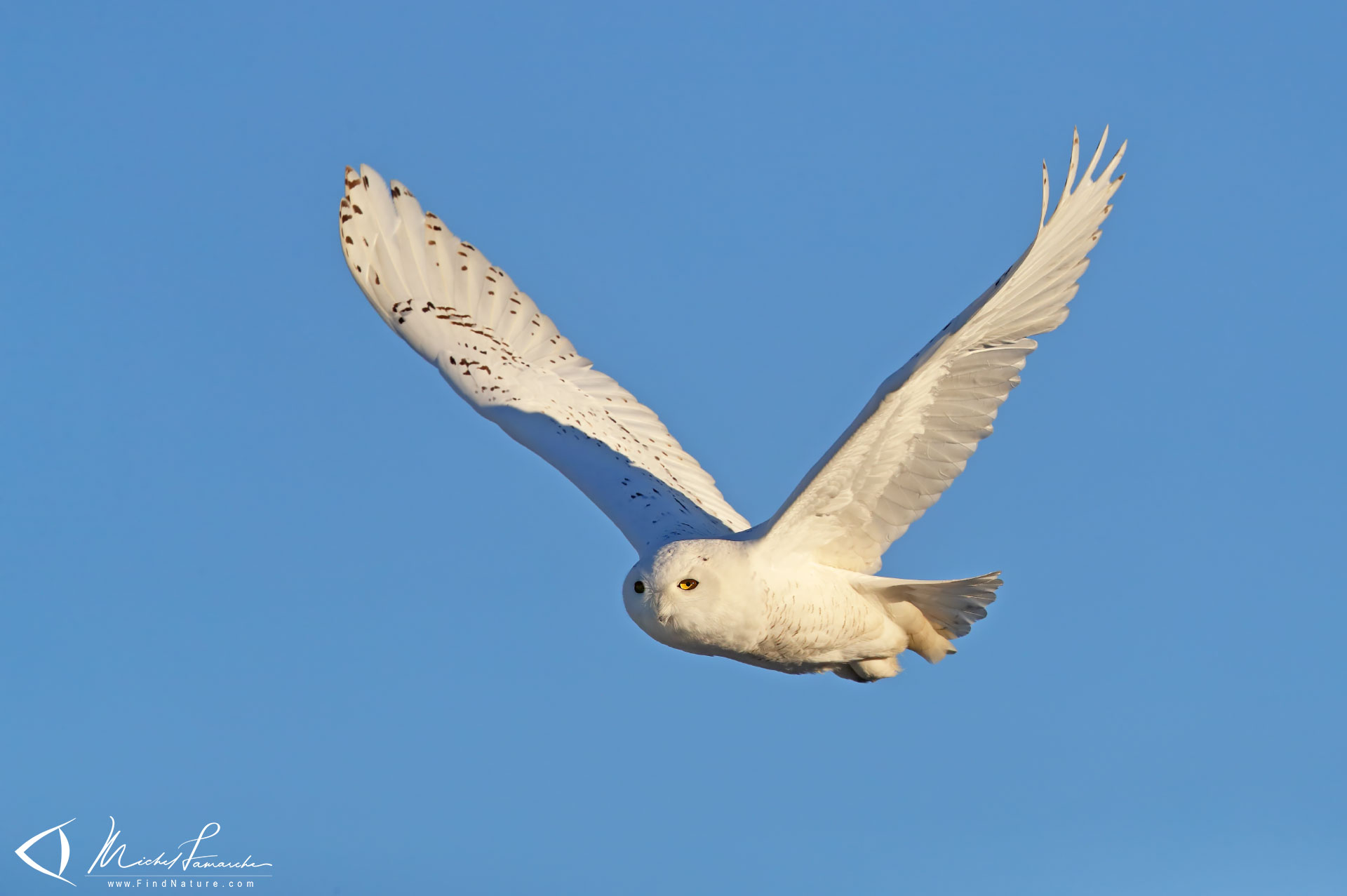 FindNature.com - Photos - Harfang des neiges, Snowy Owl, Bubo scandiacus