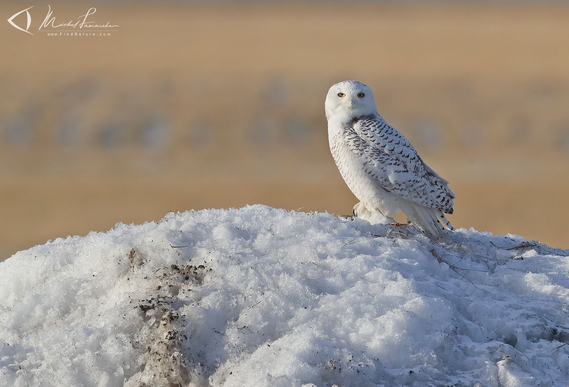 FindNature.com - Photos - Harfang des neiges, Snowy Owl, Bubo scandiacus