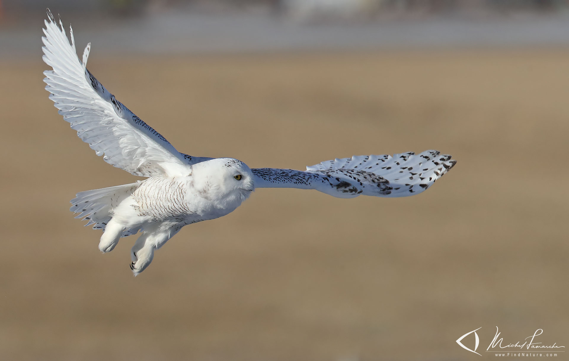 FindNature.com - Photos - Harfang des neiges, Snowy Owl, Bubo scandiacus