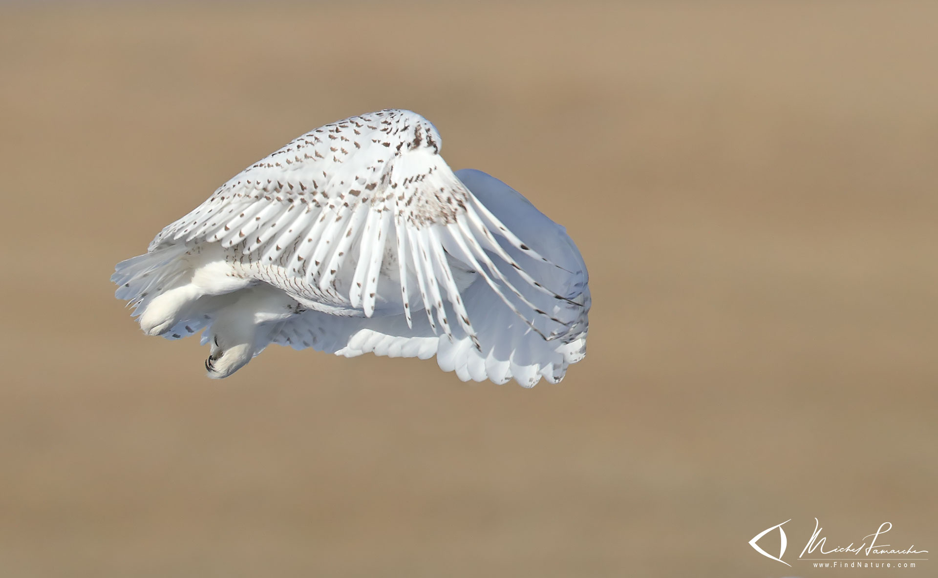 FindNature.com - Photos - Harfang des neiges, Snowy Owl, Bubo scandiacus