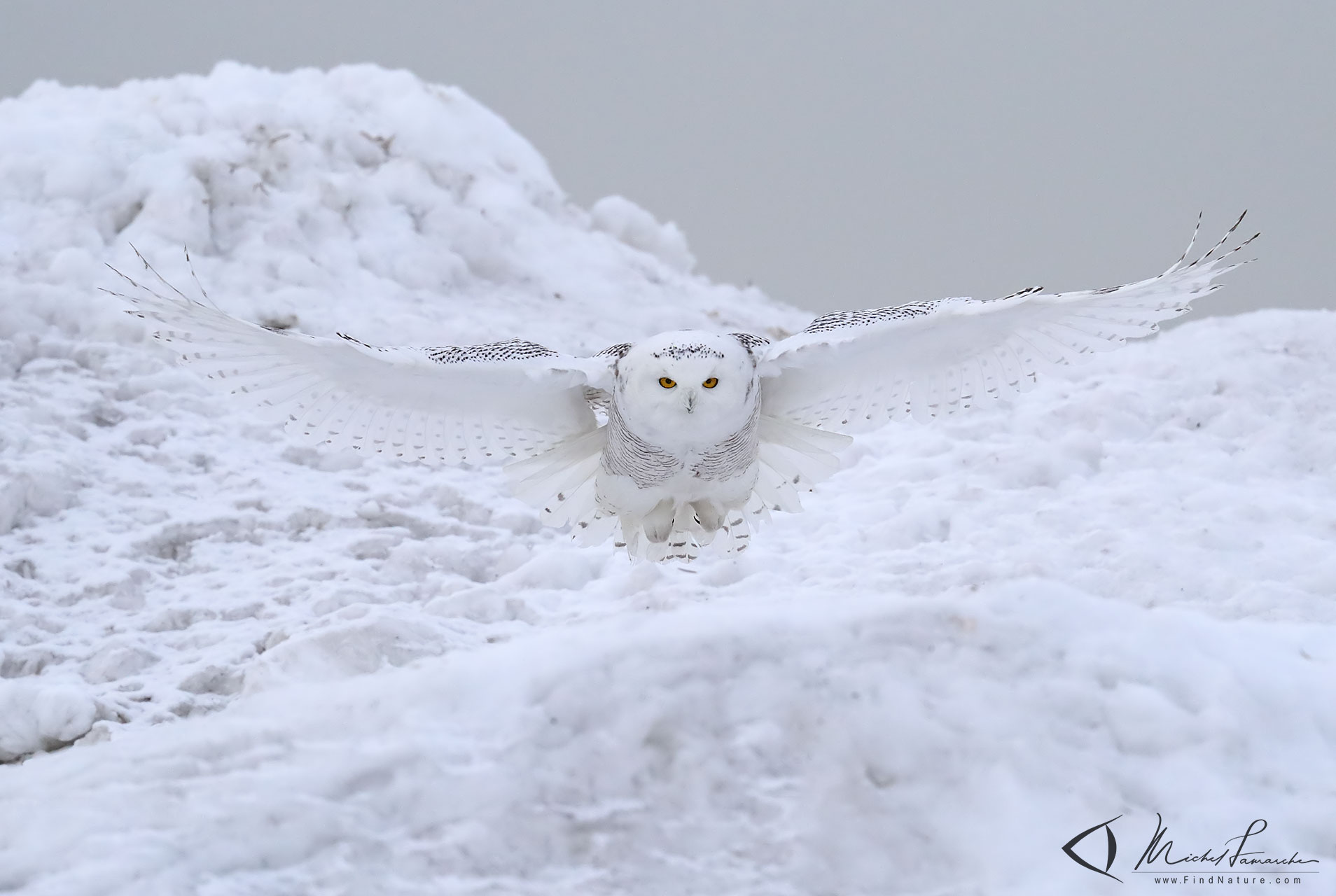 FindNature.com - Photos - Harfang des neiges, Snowy Owl, Bubo scandiacus
