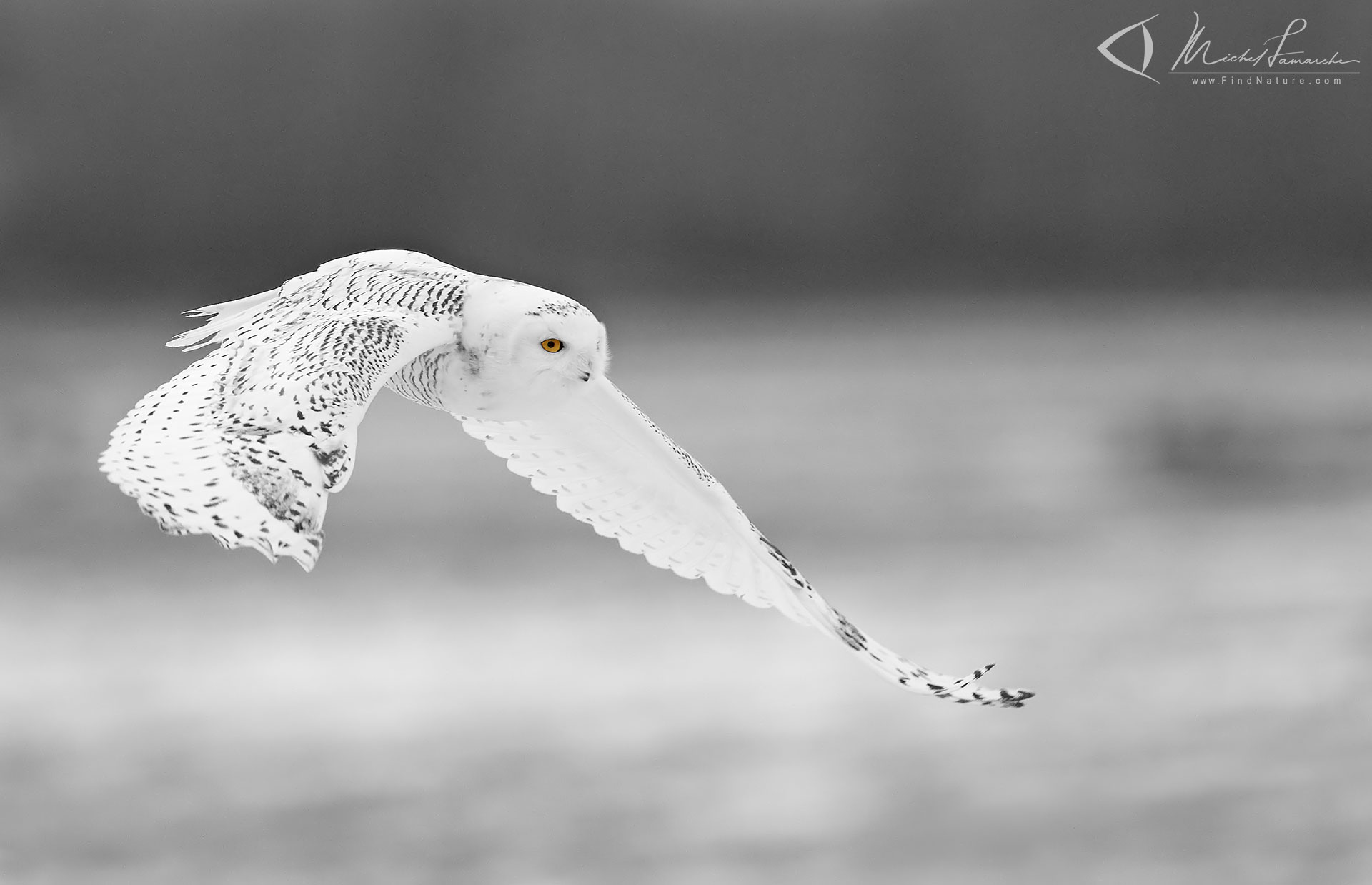 FindNature.com - Photos - Harfang des neiges, Snowy Owl, Bubo scandiacus