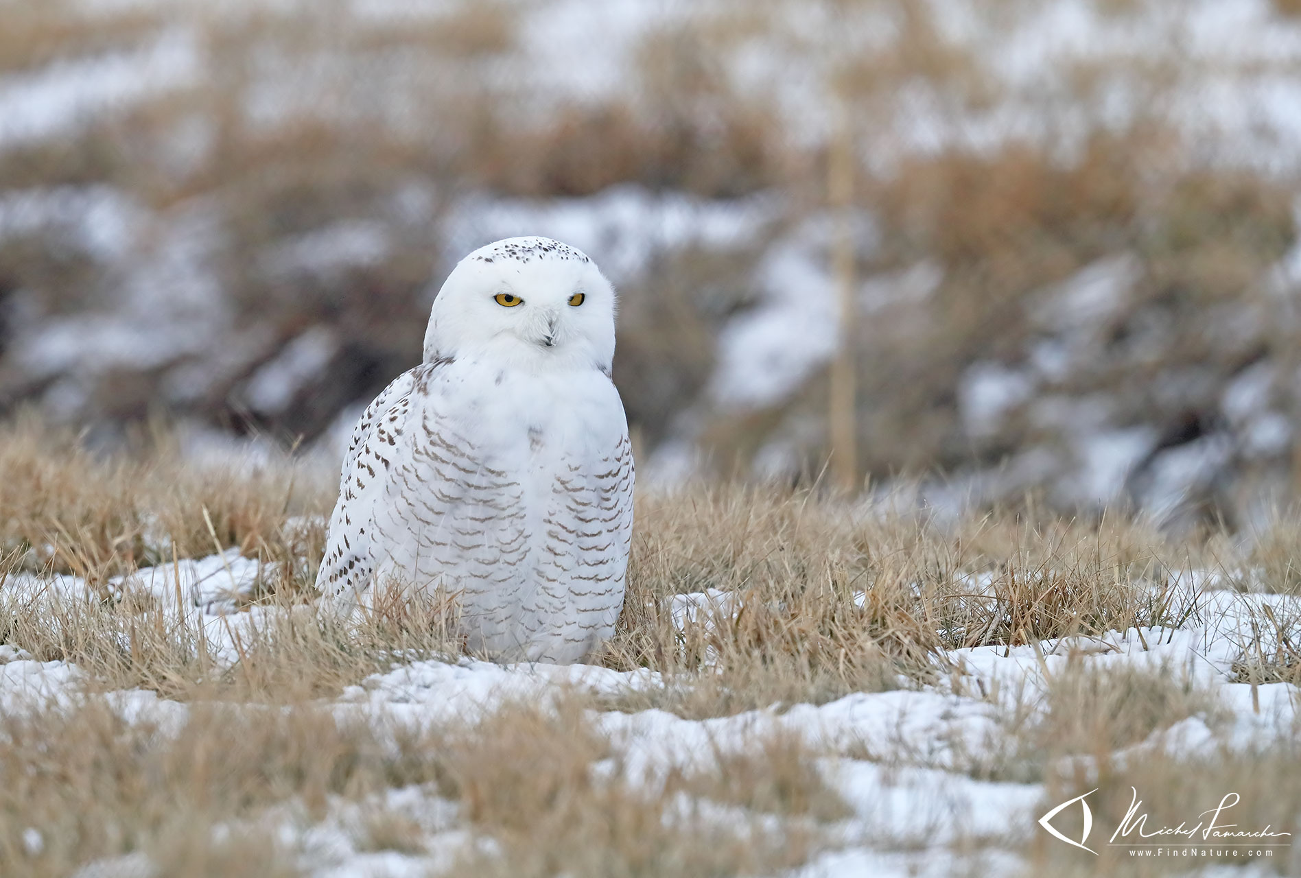FindNature.com - Photos - Harfang des neiges, Snowy Owl, Bubo scandiacus