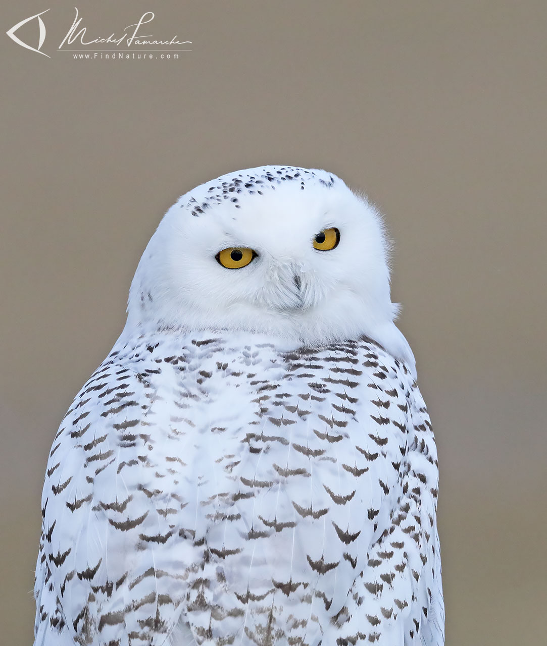 FindNature.com - Photos - Harfang des neiges, Snowy Owl, Bubo scandiacus