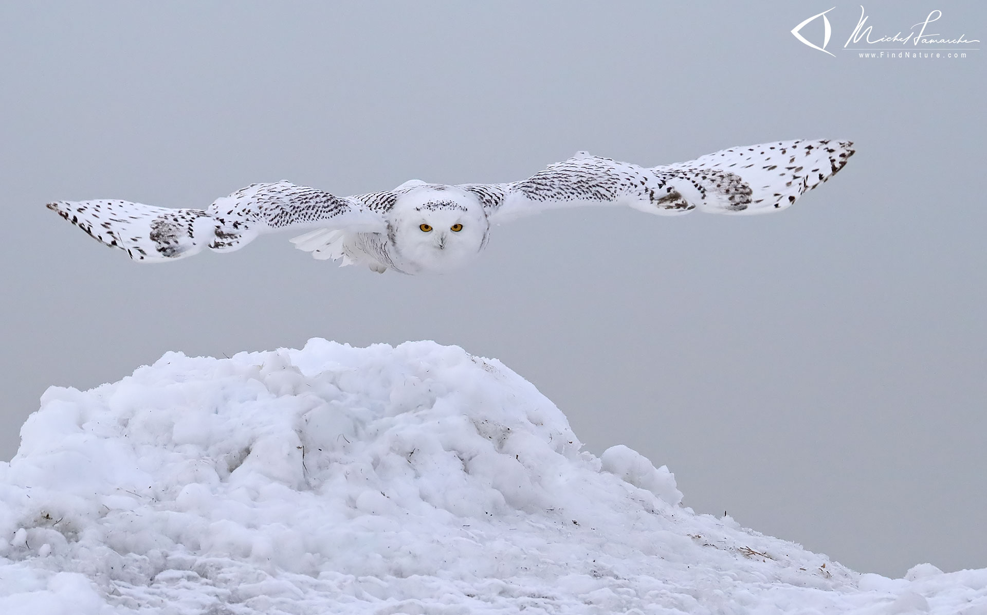 FindNature.com - Photos - Harfang des neiges, Snowy Owl, Bubo scandiacus