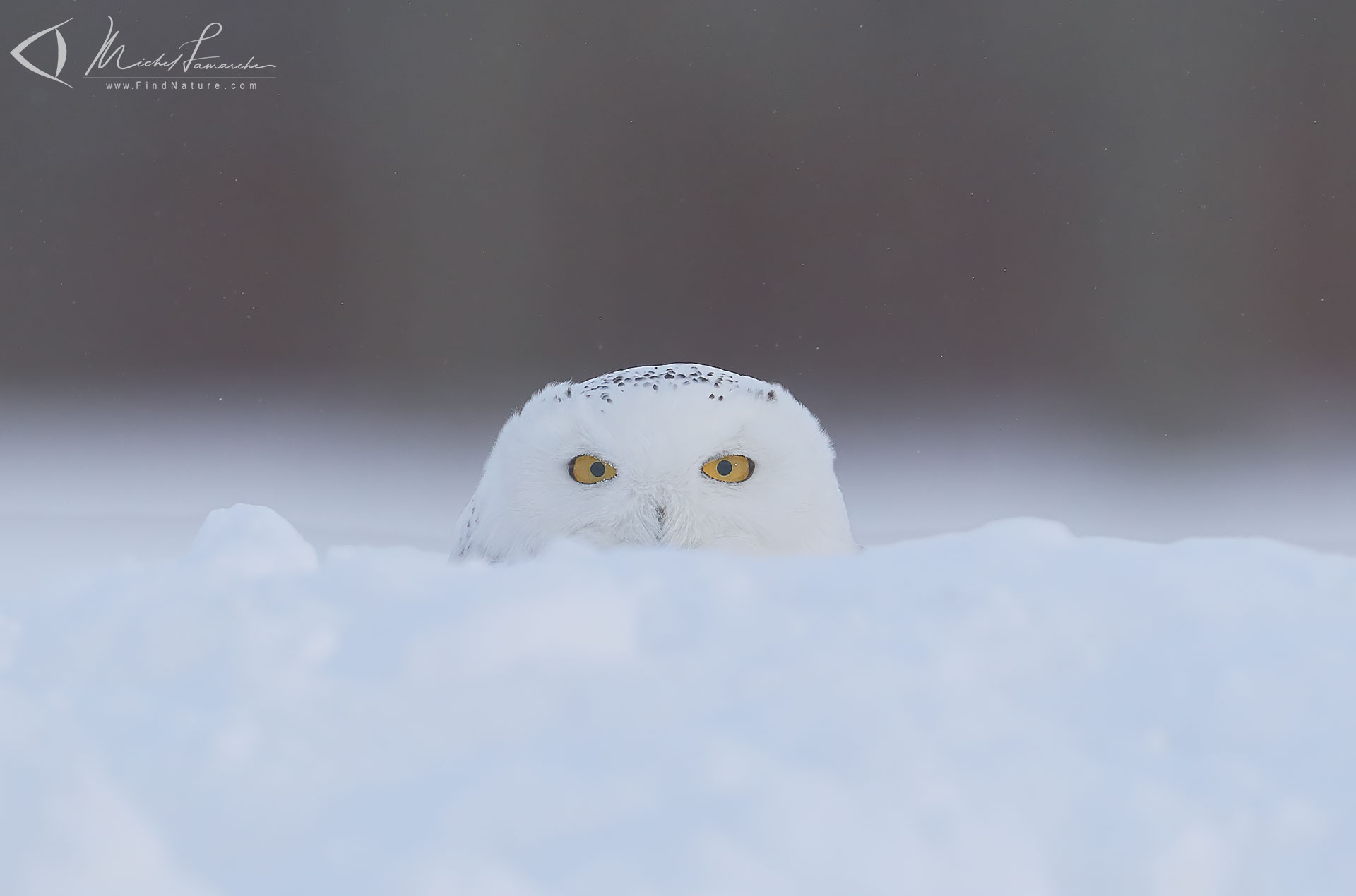 FindNature.com - Photos - Harfang des neiges, Snowy Owl, Bubo scandiacus