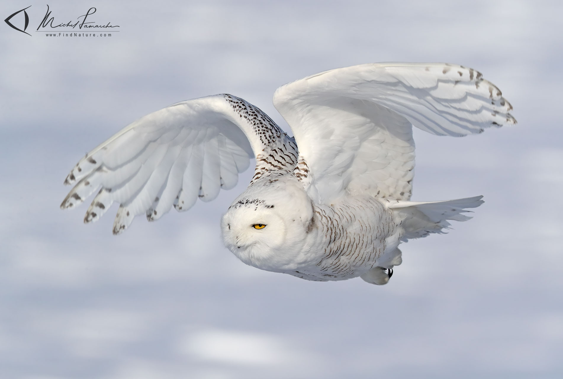 FindNature.com - Photos - Harfang des neiges, Snowy Owl, Bubo scandiacus