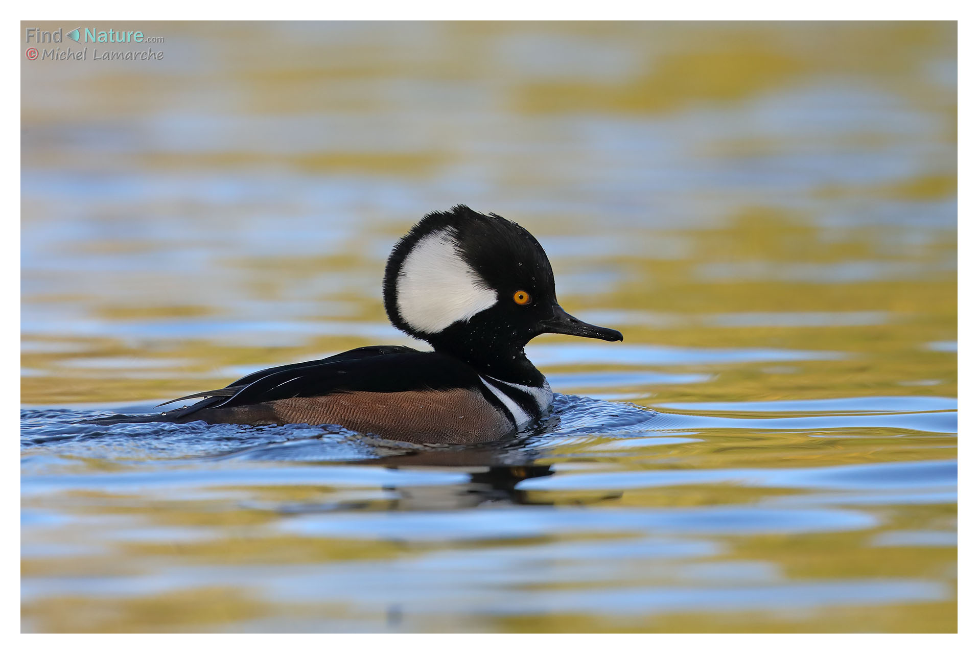 FindNature.com - Photos - Harle couronné, Hooded Merganser, Lophodytes ...
