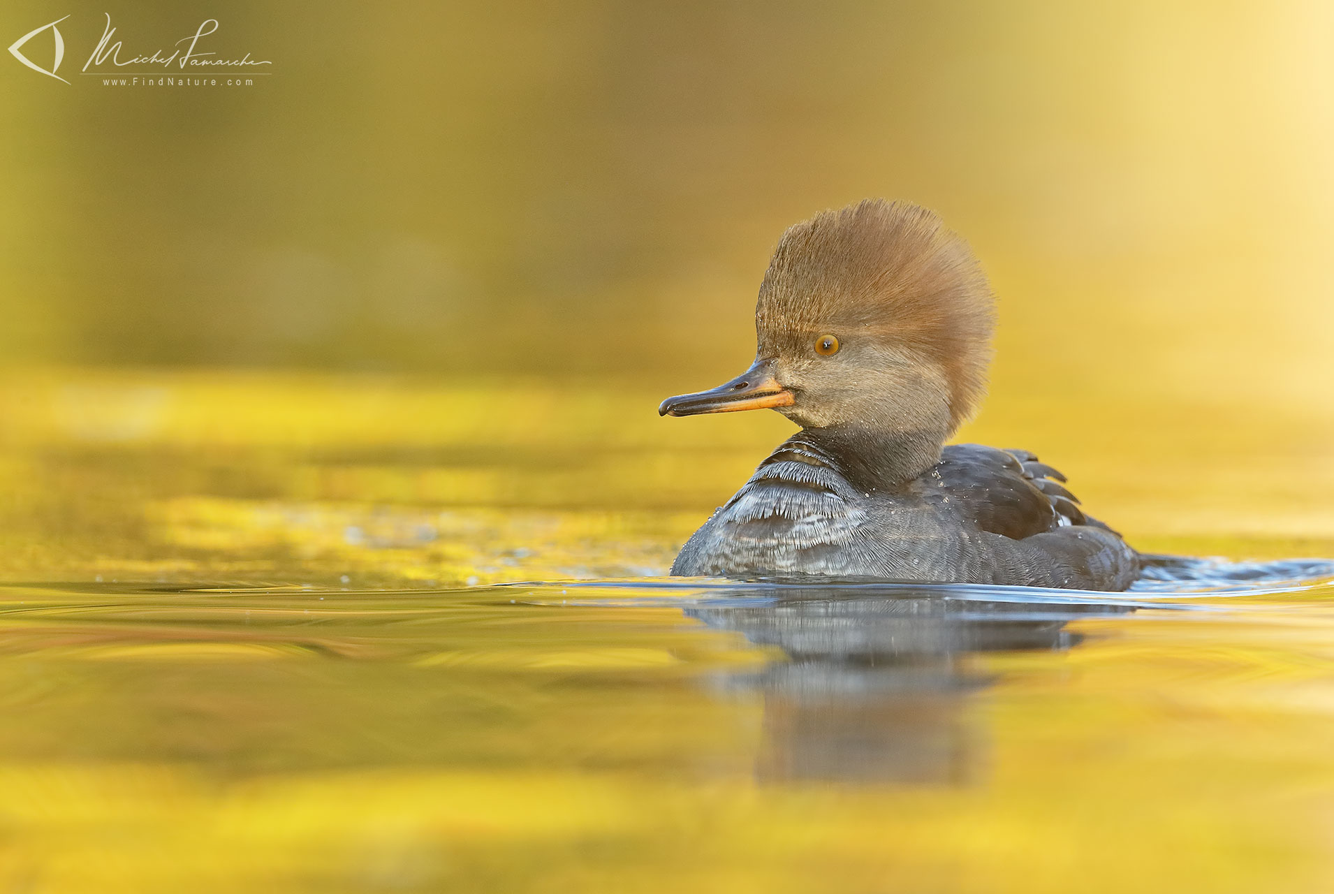 FindNature.com - Photos - Harle couronné, Hooded Merganser, Lophodytes ...