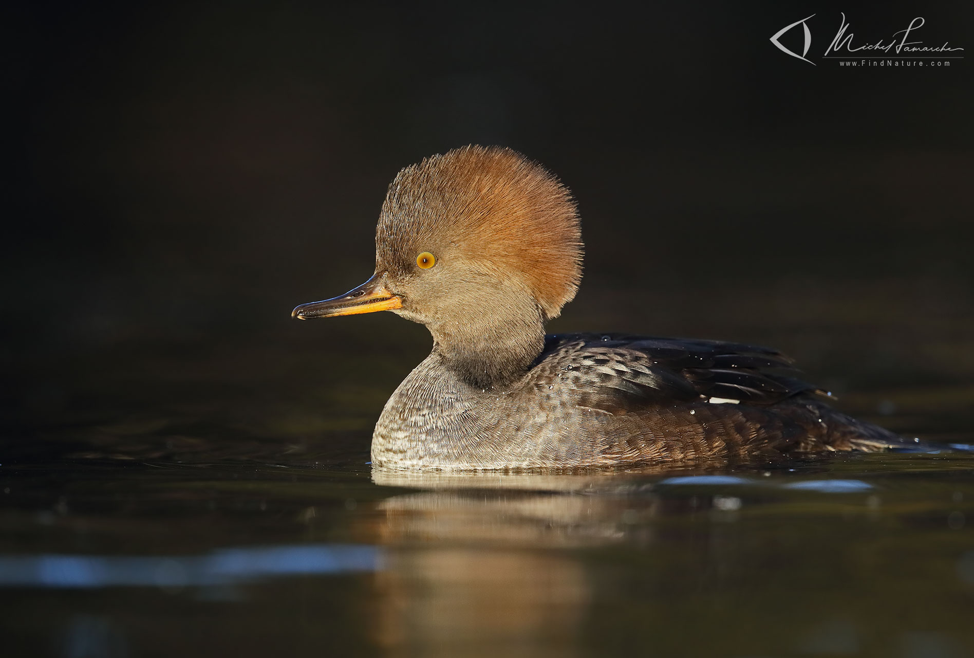 FindNature.com - Photos - Harle couronné, Hooded Merganser, Lophodytes ...