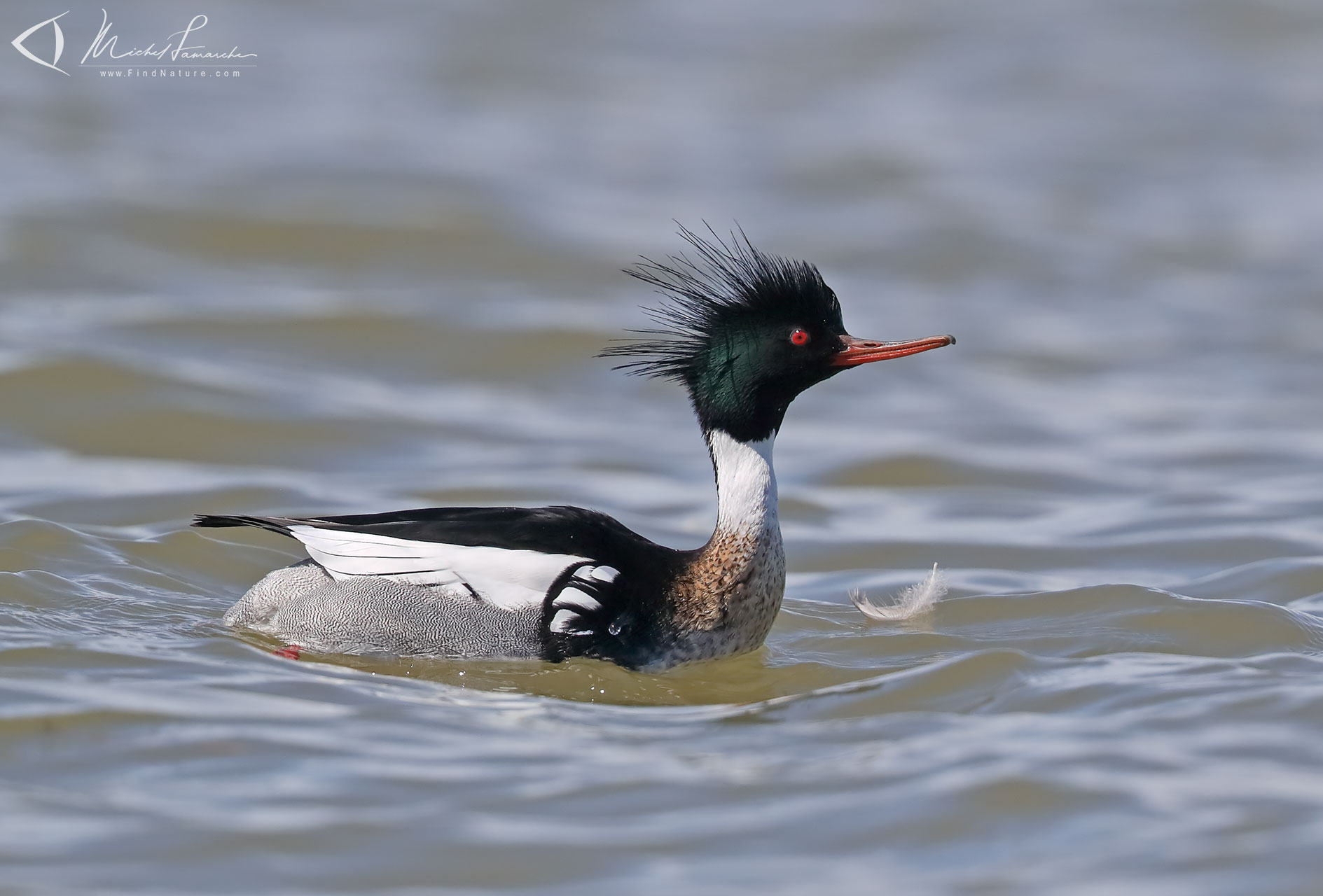 FindNature.com - Photos - Harle huppé, Red breasted Merganser, Mergus ...