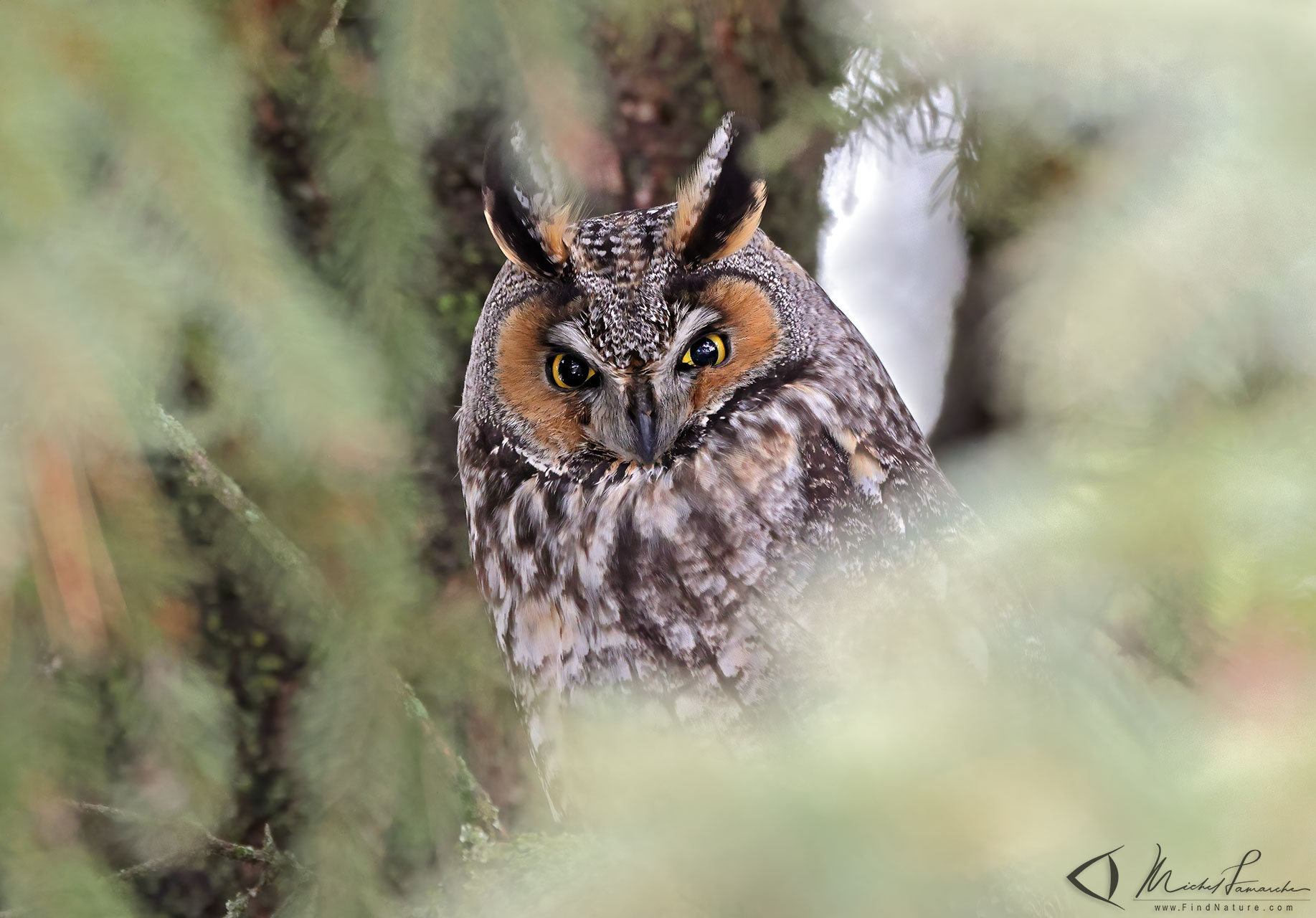 FindNature.com - Photos - Hibou moyen-duc, Long-eared Owl, Asio otus ...