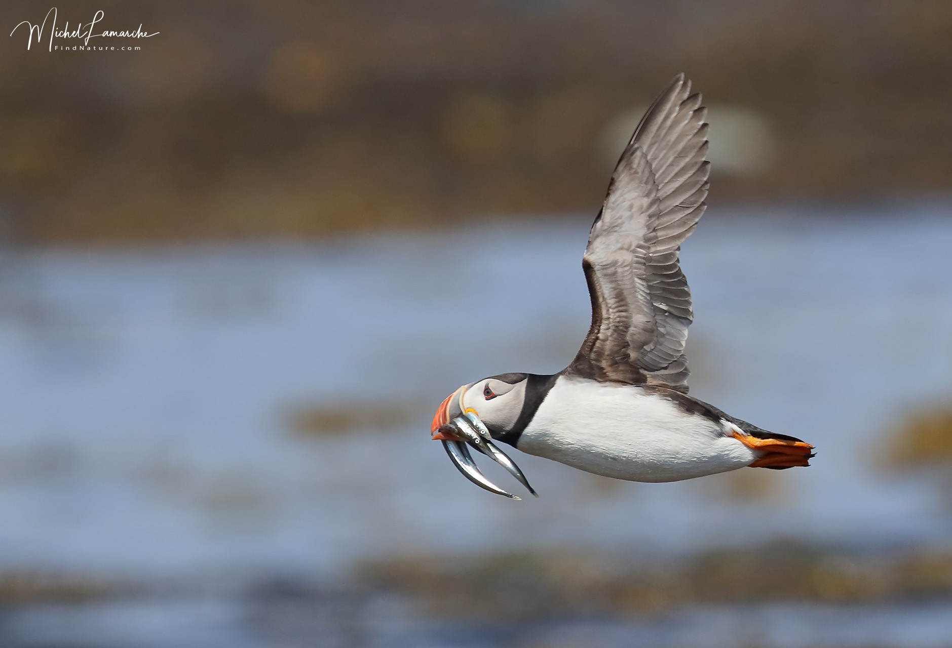 FindNature Photos Macareux Moine Atlantic Puffin Fratercula findnature-photos-macareux-moine-atlantic-puffin-fratercula