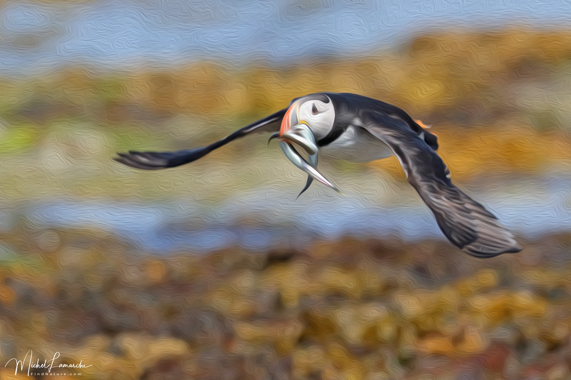 FindNature.com - Photos - Macareux moine, Atlantic Puffin, Fratercula ...