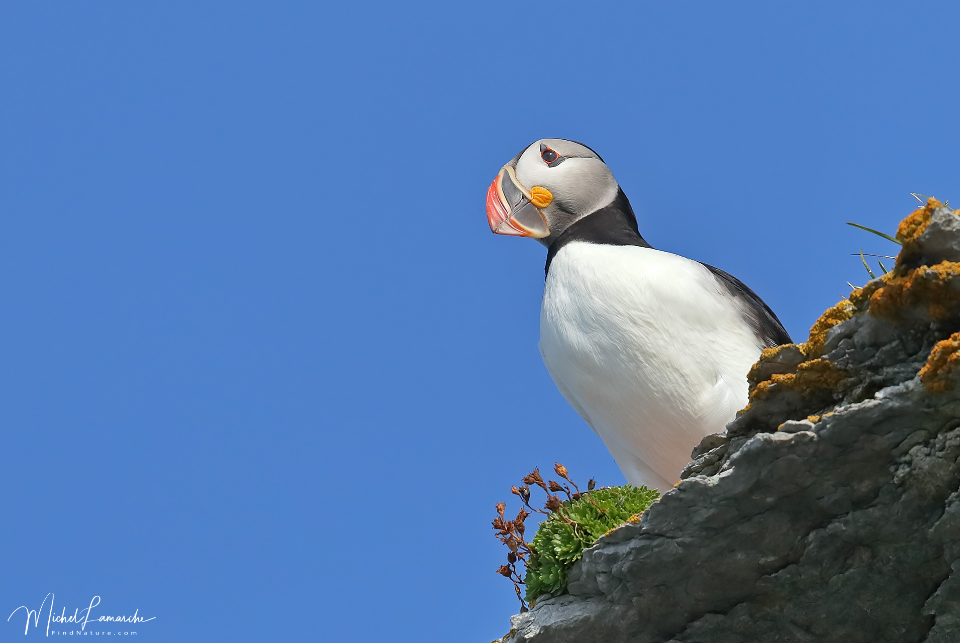 FindNature.com - Photos - Macareux moine, Atlantic Puffin, Fratercula ...