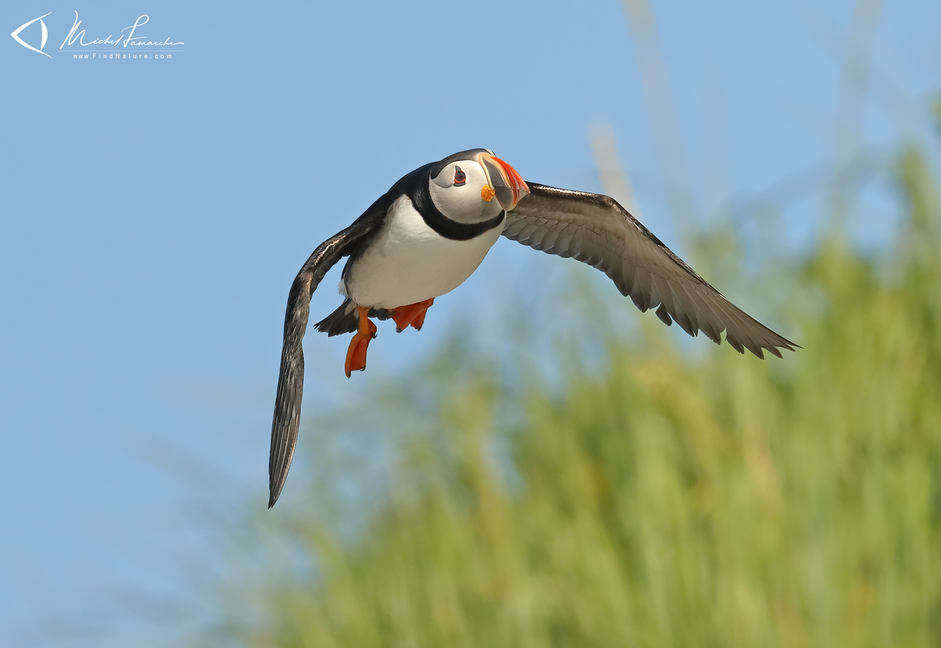 FindNature.com - Photos - Macareux moine, Atlantic Puffin, Fratercula ...