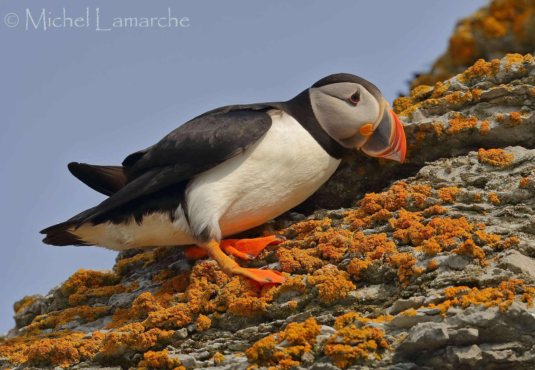 FindNature.com - Photos - Macareux moine, Atlantic Puffin, Fratercula ...