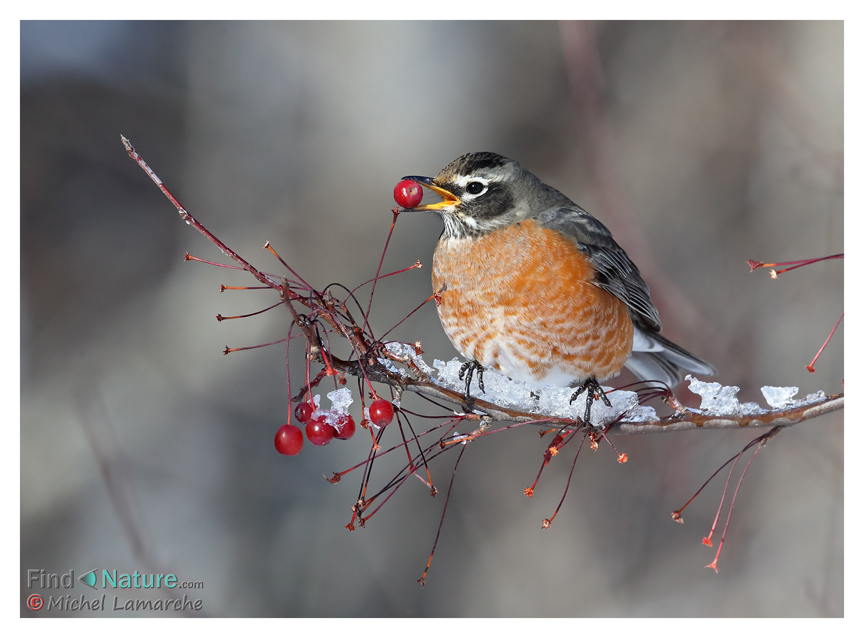 FindNature.com - Photos - Merle d'Amérique, American Robin, Turdus ...