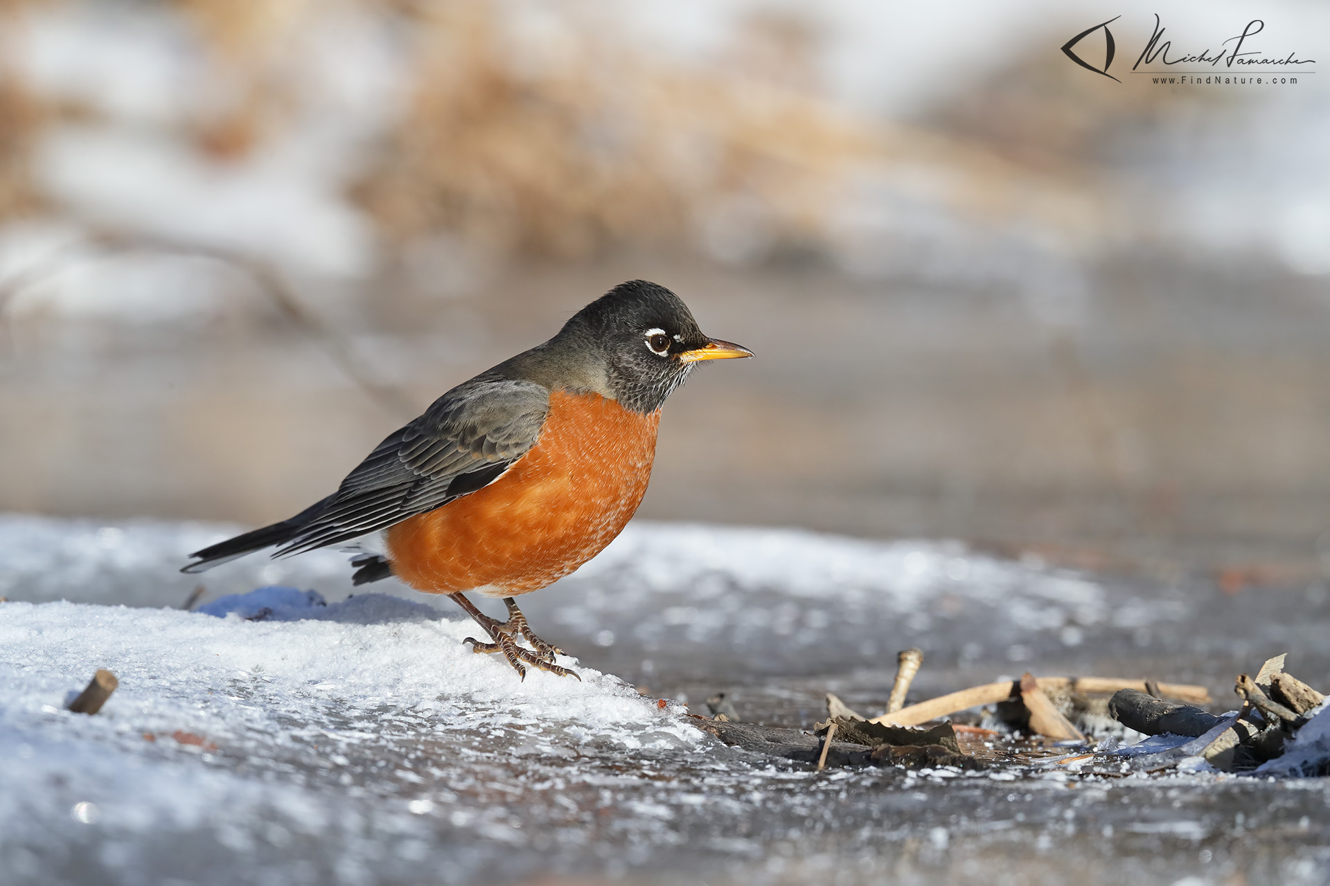 FindNature.com - Photos - Merle d'Amérique, American Robin, Turdus ...