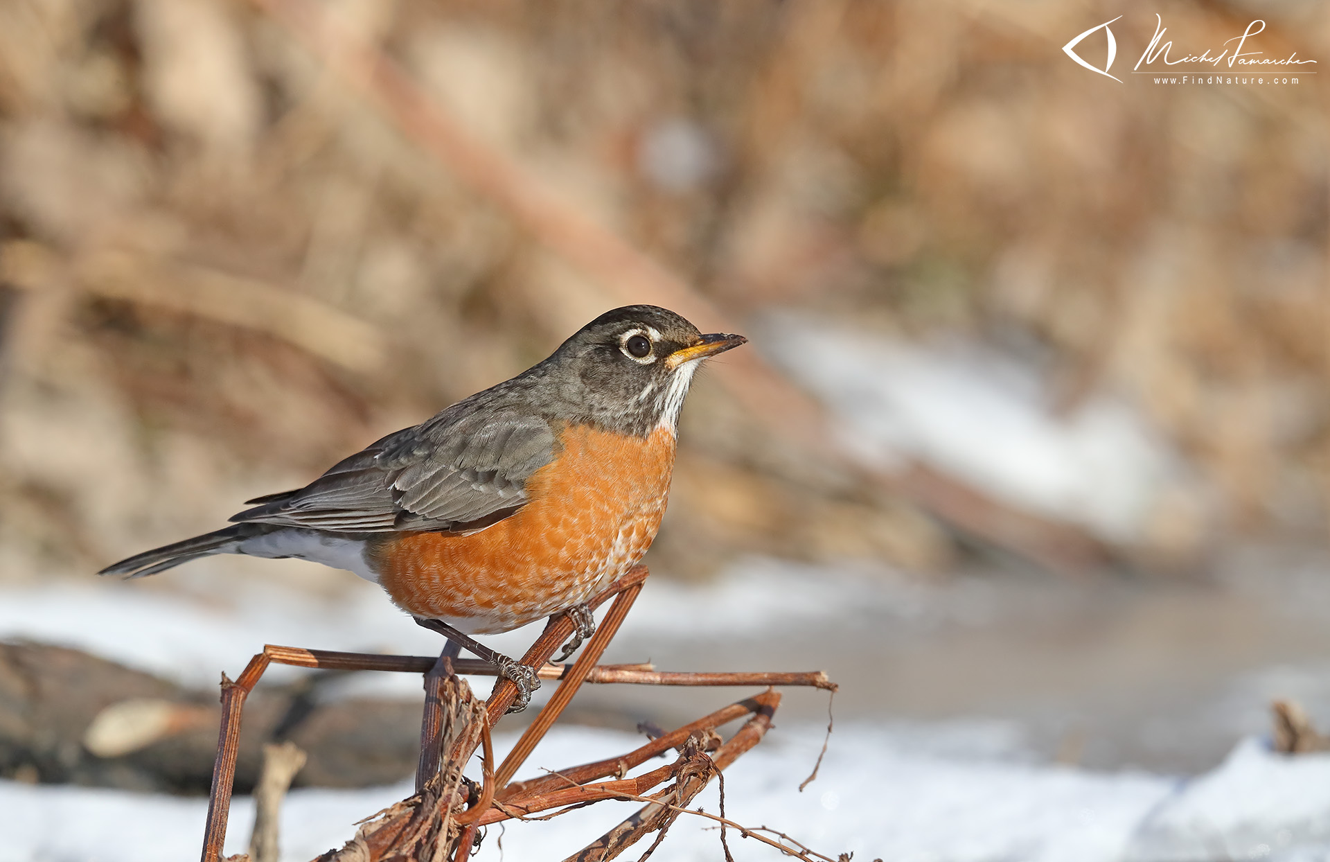 FindNature.com - Photos - Merle d'Amérique, American Robin, Turdus ...