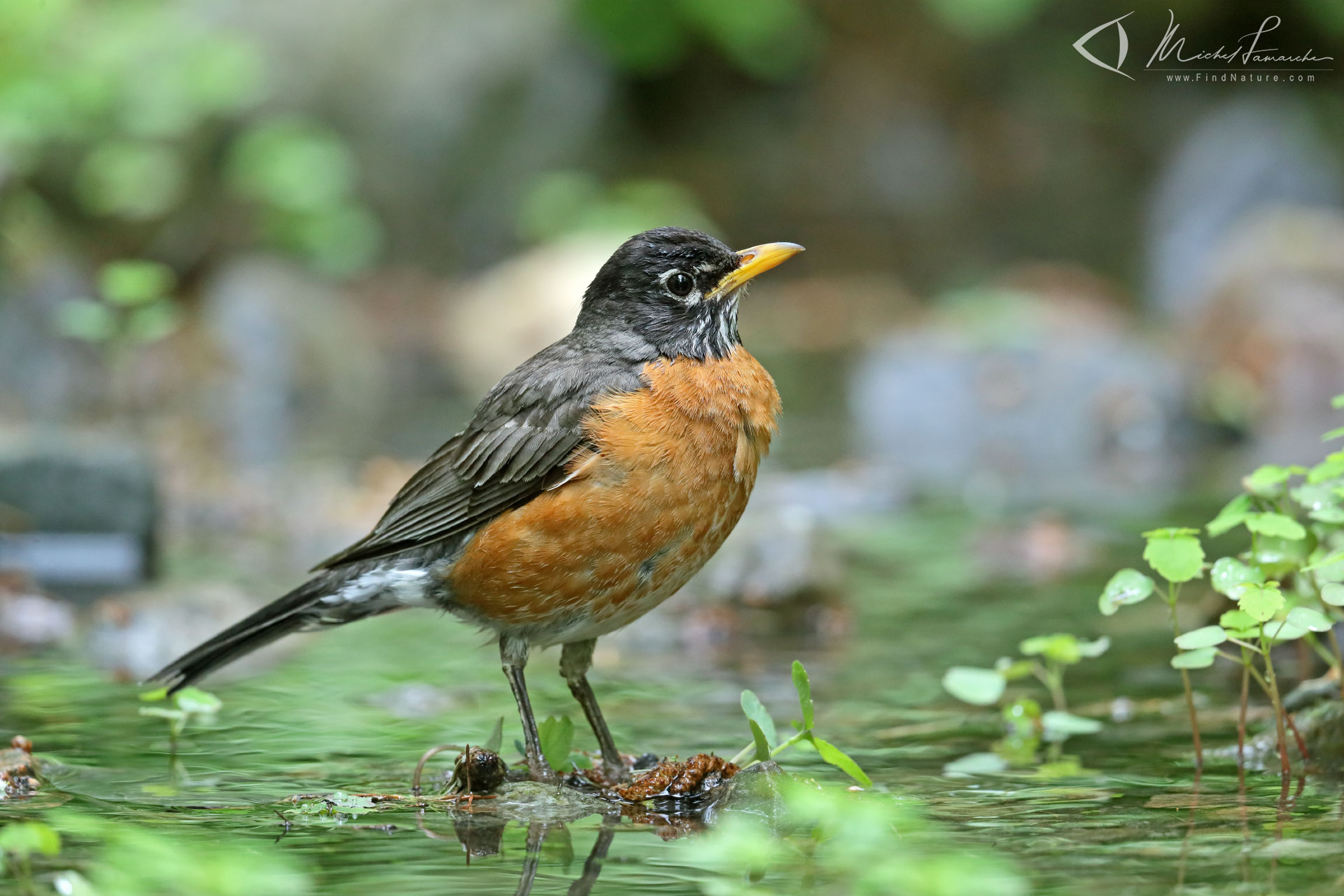 FindNature.com - Photos - Merle d'Amérique, American Robin, Turdus ...