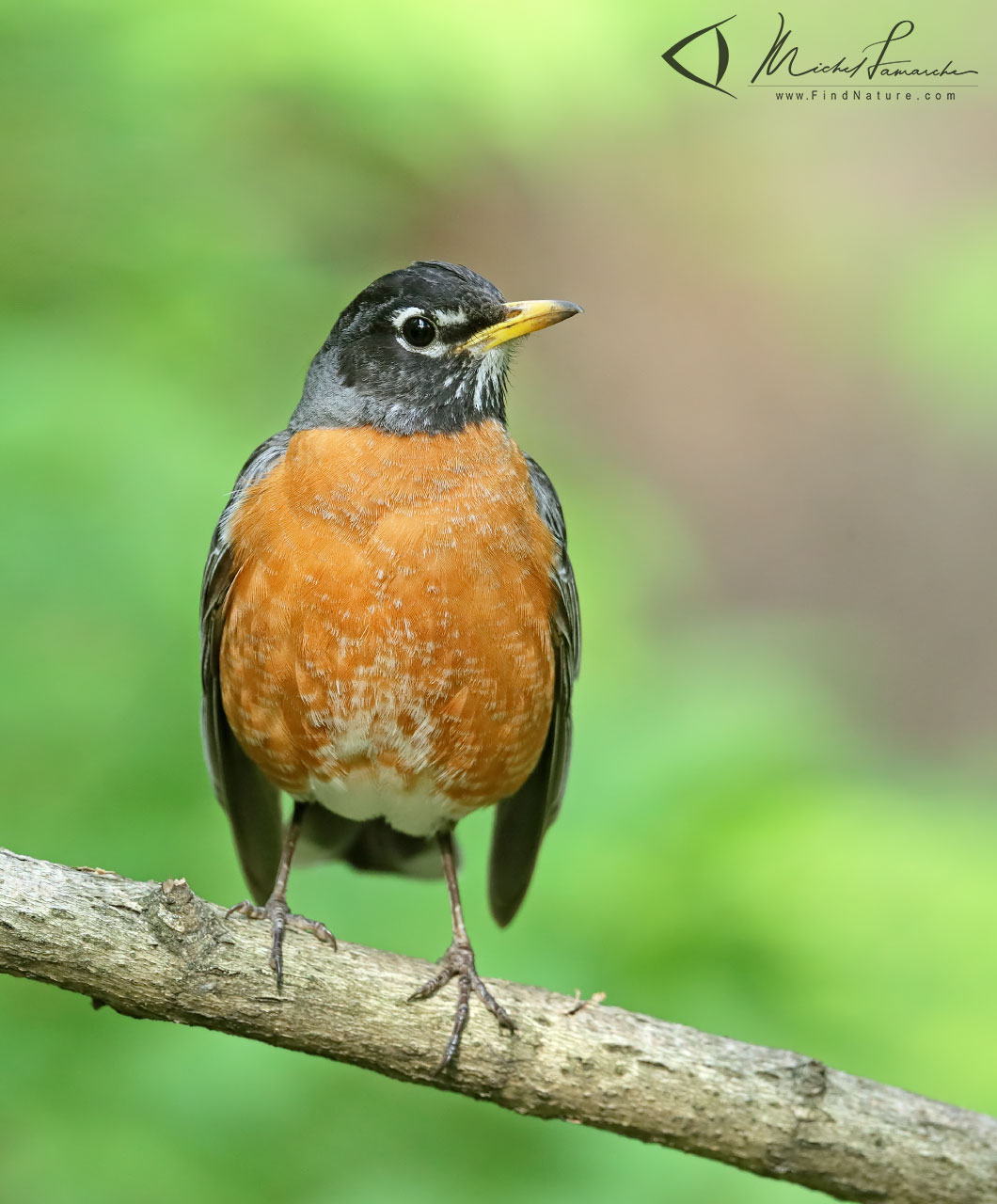 FindNature.com - Photos - Merle d'Amérique, American Robin, Turdus ...