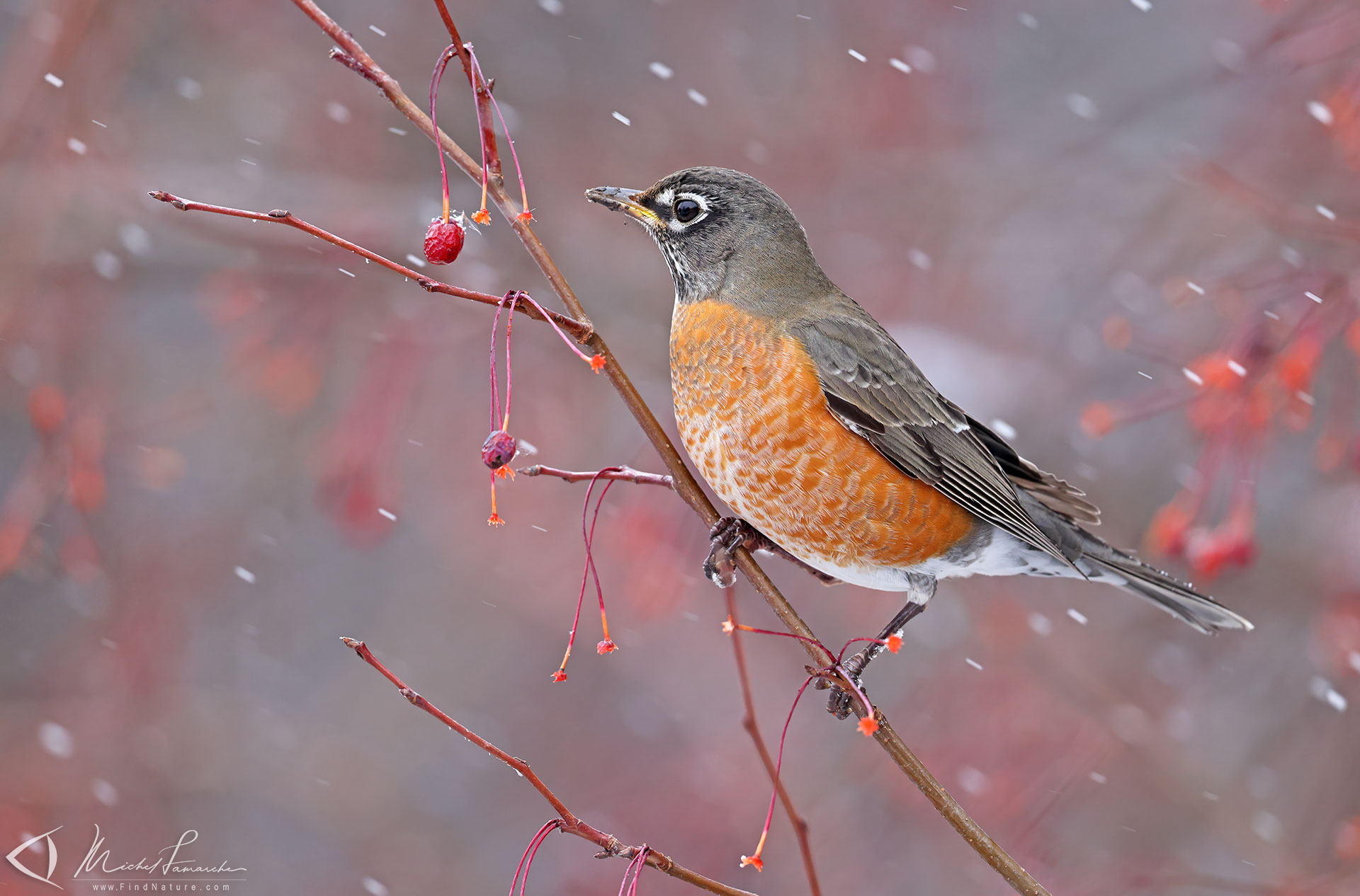 FindNature.com - Photos - Merle d'Amérique, American Robin, Turdus ...