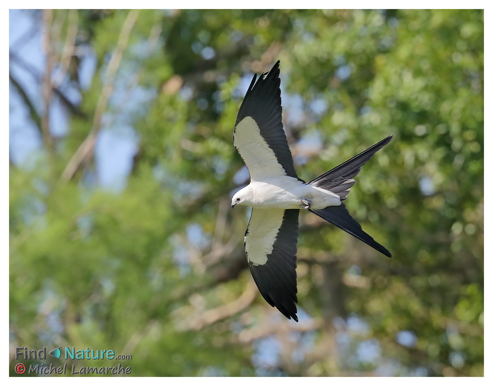 FindNature.com - Photos - Milan à queue fourchue, Swallow-tailed Kite ...