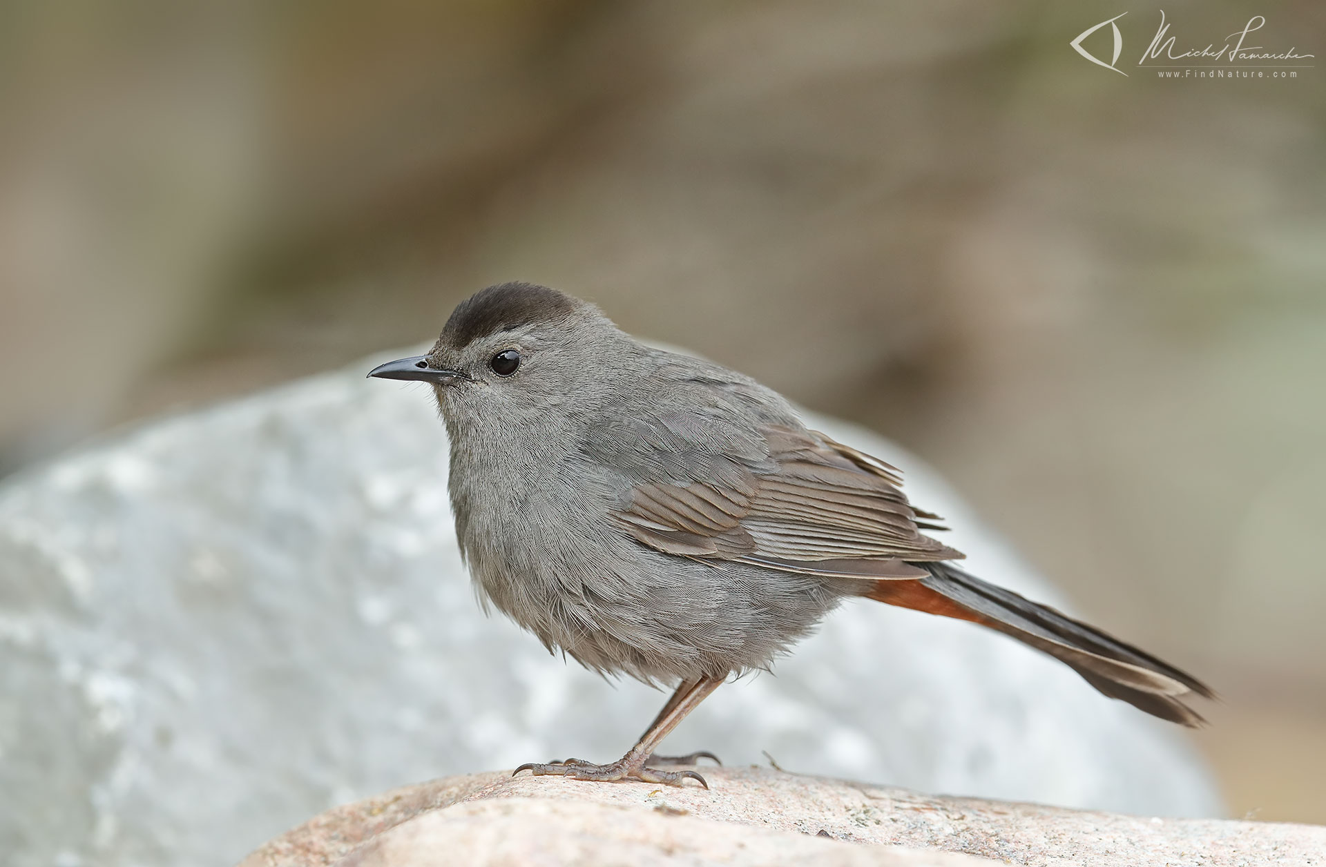 FindNature.com - Photos - Moqueur chat, Gray Catbird, Dumetella ...