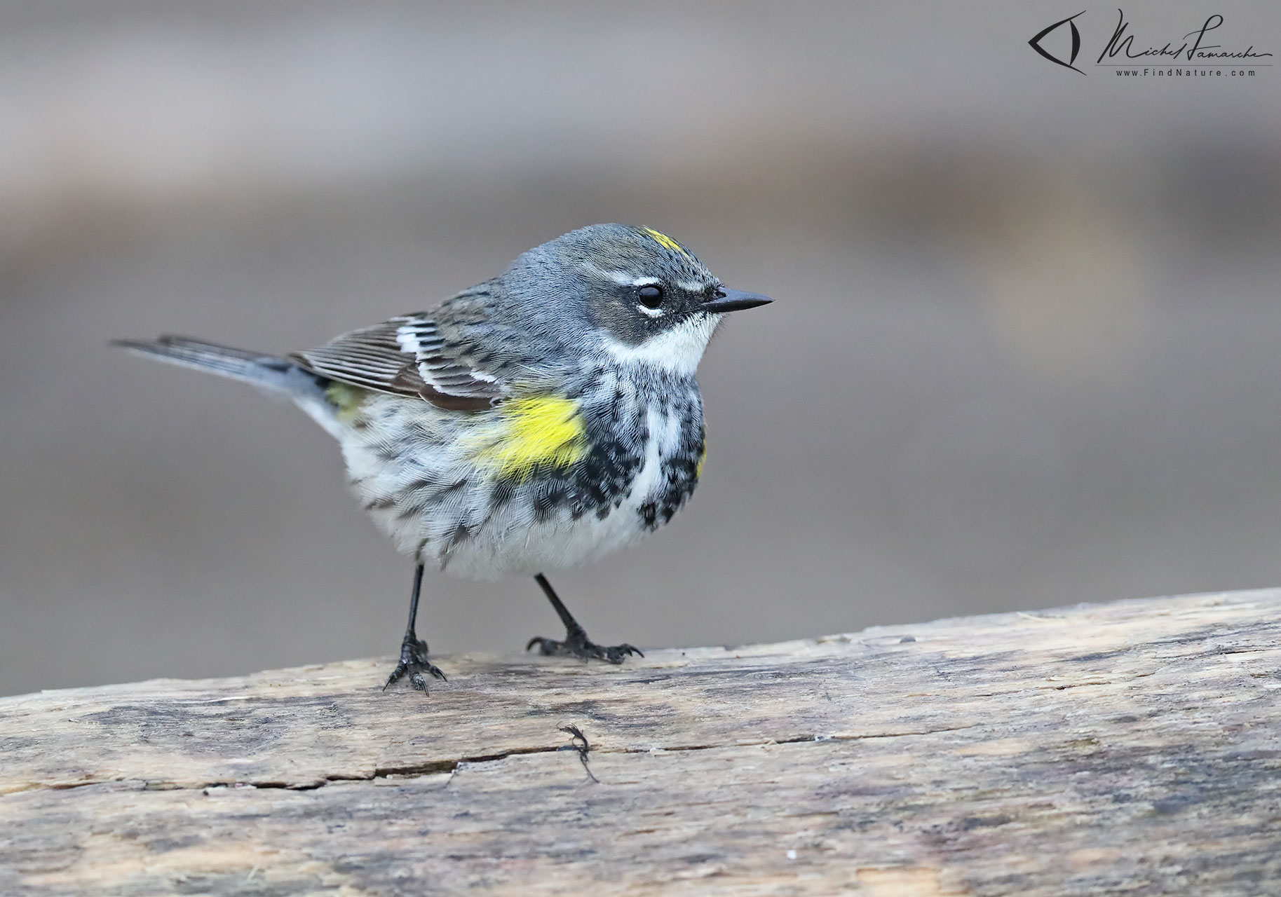 FindNature.com - Photos - Paruline à croupion jaune, Yellow-rumbped ...