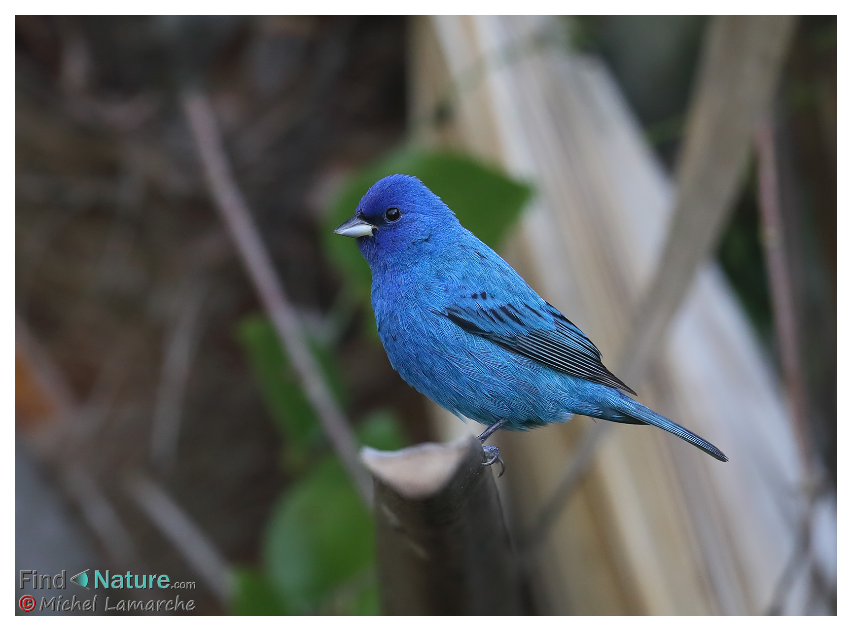 FindNature.com - Photos - Passerin indigo, Indigo Bunting, Passerina cyanea