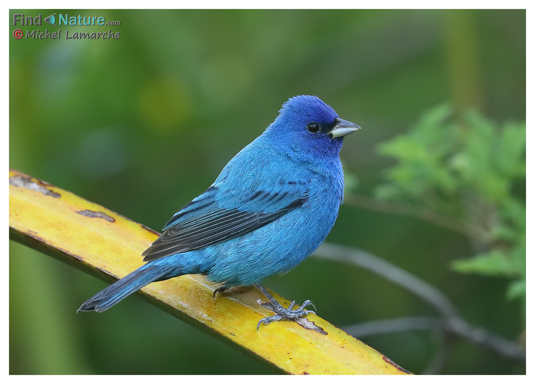 FindNature.com - Photos - Passerin indigo, Indigo Bunting, Passerina cyanea