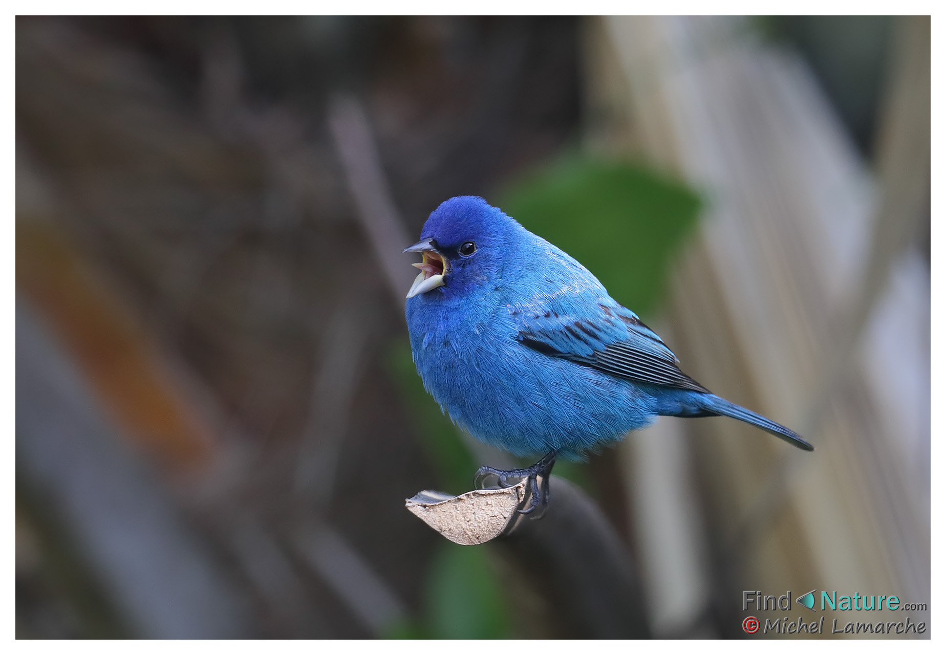 FindNature.com - Photos - Passerin indigo, Indigo Bunting, Passerina cyanea