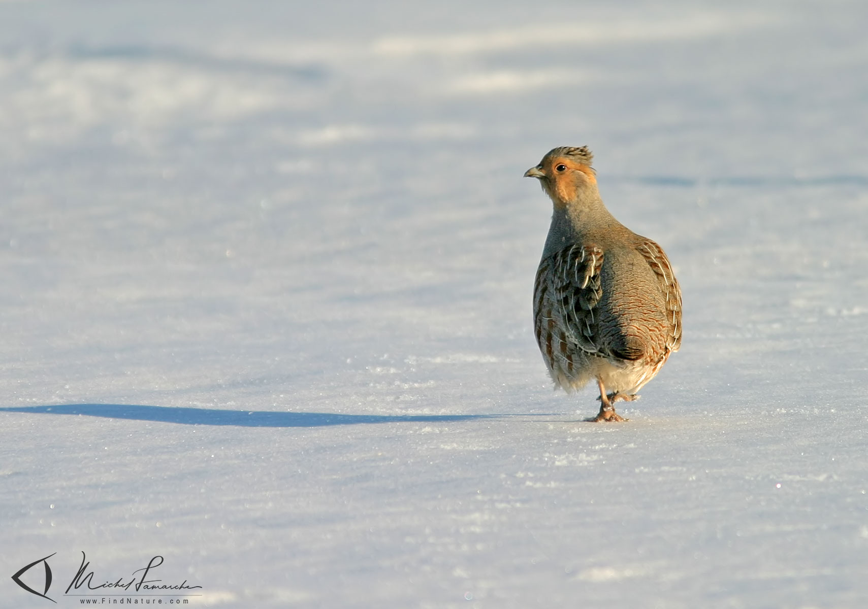 FindNature.com - Photos - Perdrix grise, Gray Partridge, Perdix perdix ...