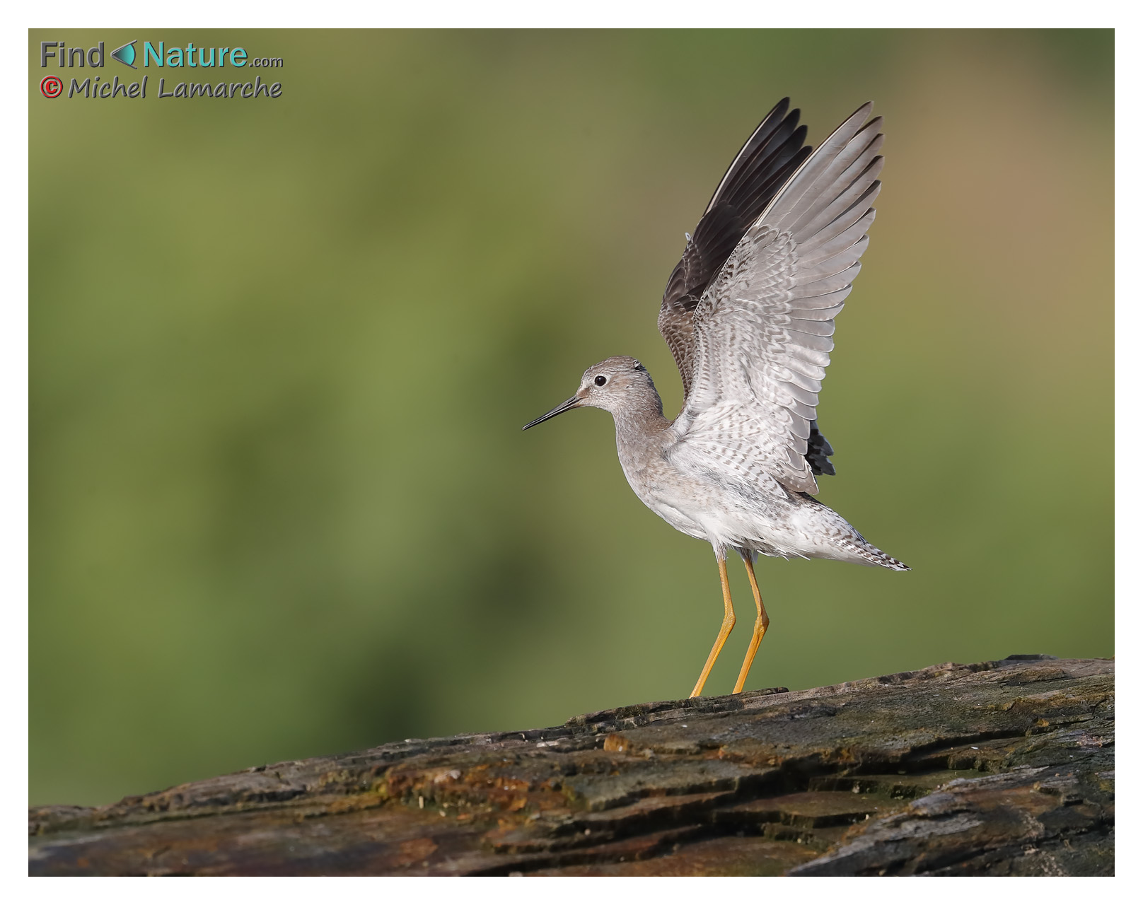 FindNature.com - Photos - Petit Chevalier, Lesser Yellowlegs, Tringa ...