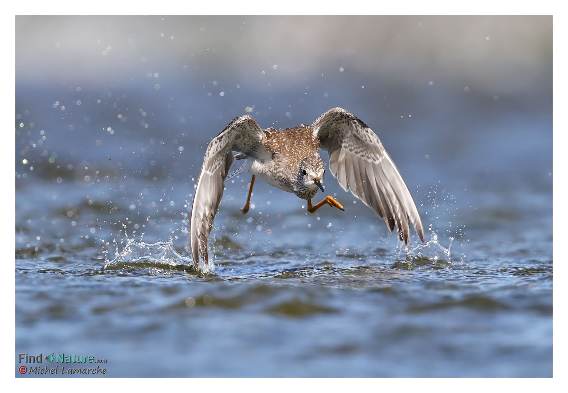 FindNature.com - Photos - Petit Chevalier, Lesser Yellowlegs, Tringa ...