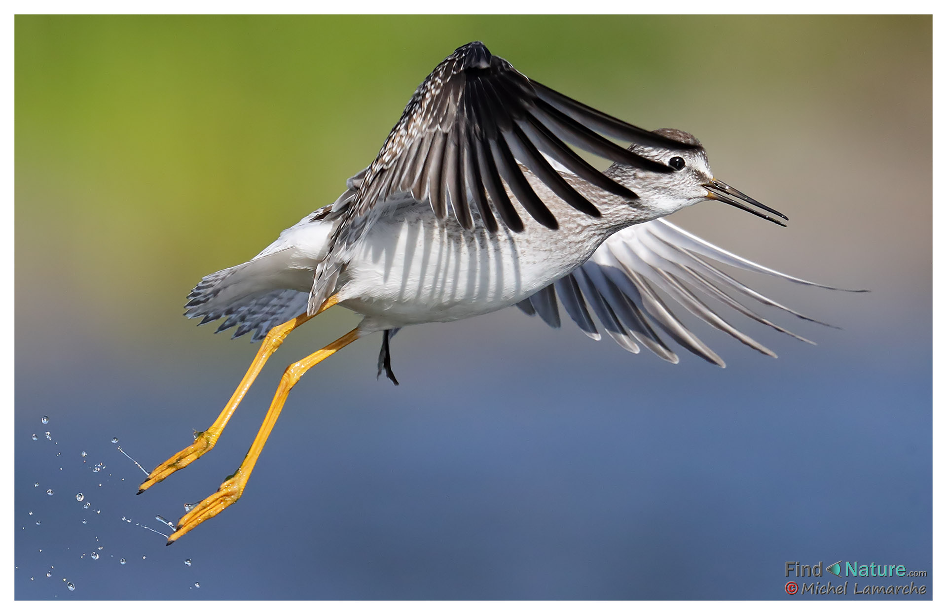 FindNature.com - Photos - Petit Chevalier, Lesser Yellowlegs, Tringa ...
