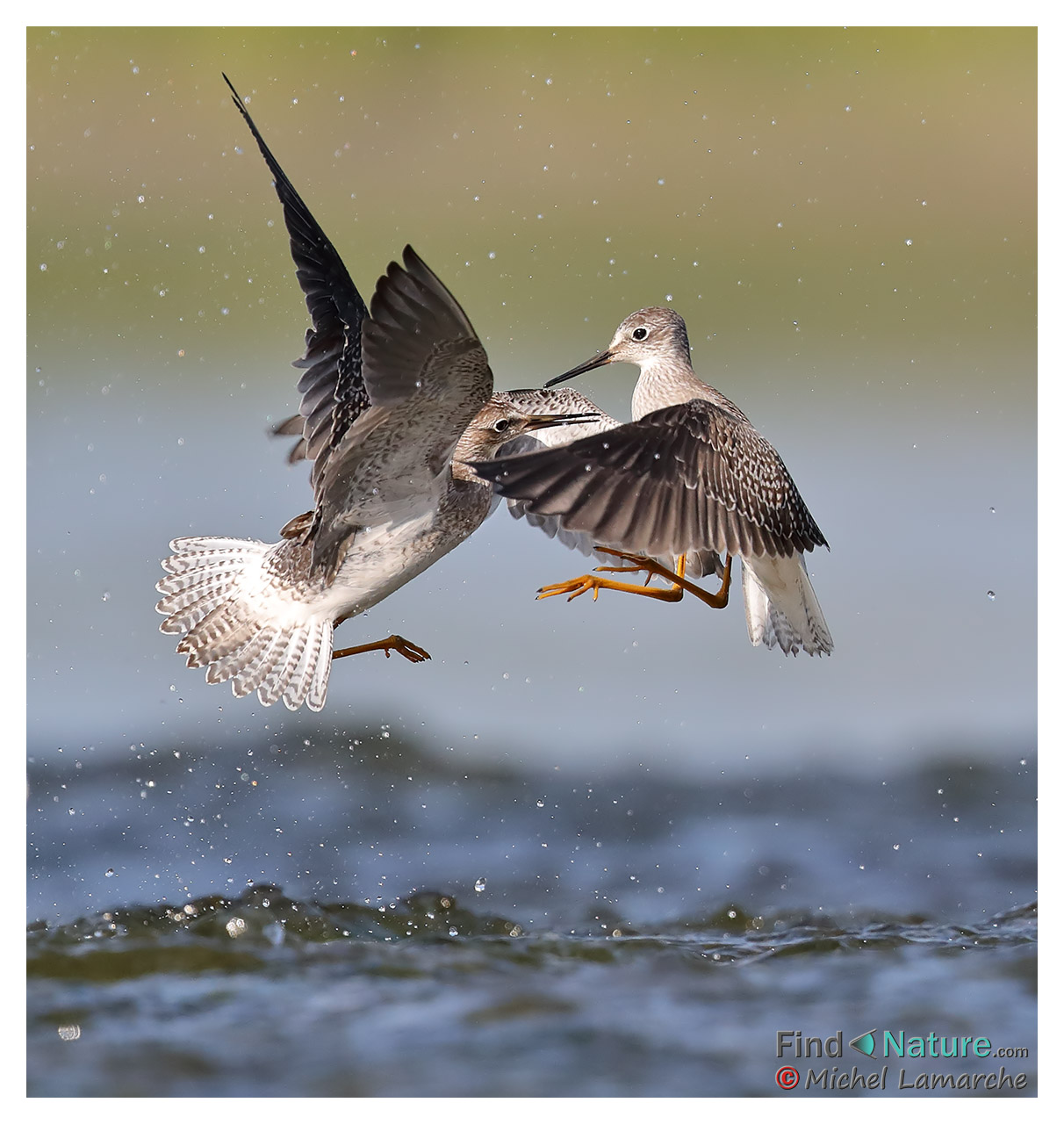 FindNature.com - Photos - Petit Chevalier, Lesser Yellowlegs, Tringa ...
