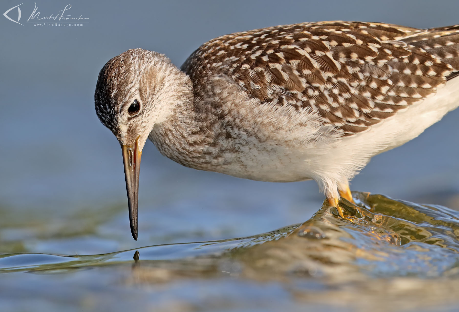 FindNature.com - Photos - Petit Chevalier, Lesser Yellowlegs, Tringa ...