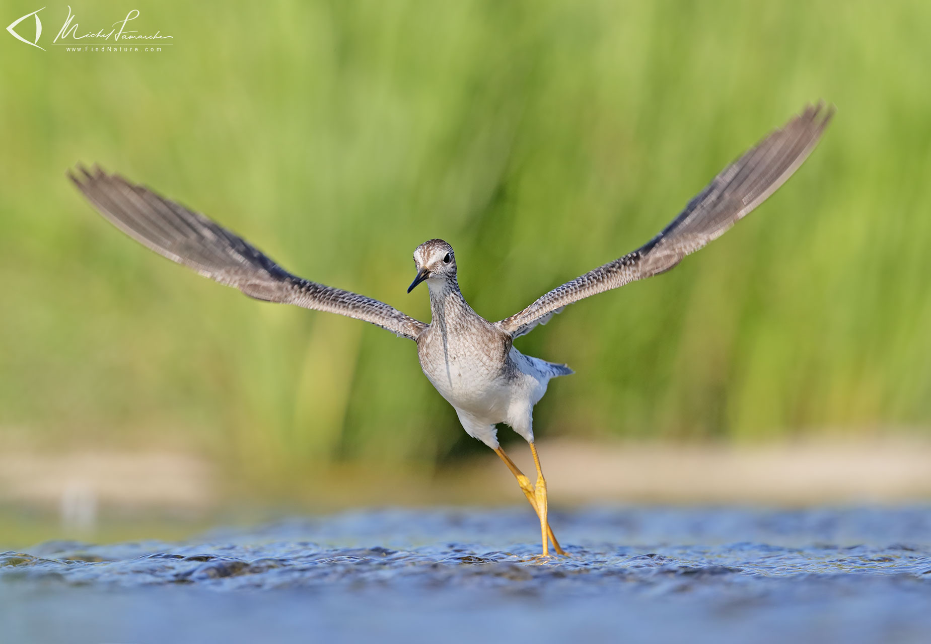 FindNature.com - Photos - Petit Chevalier, Lesser Yellowlegs, Tringa ...